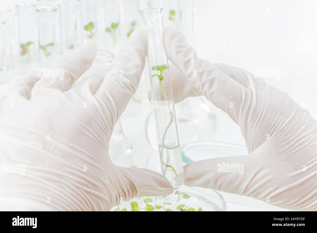 Concept: the cloning of plants in the laboratory Stock Photo - Alamy