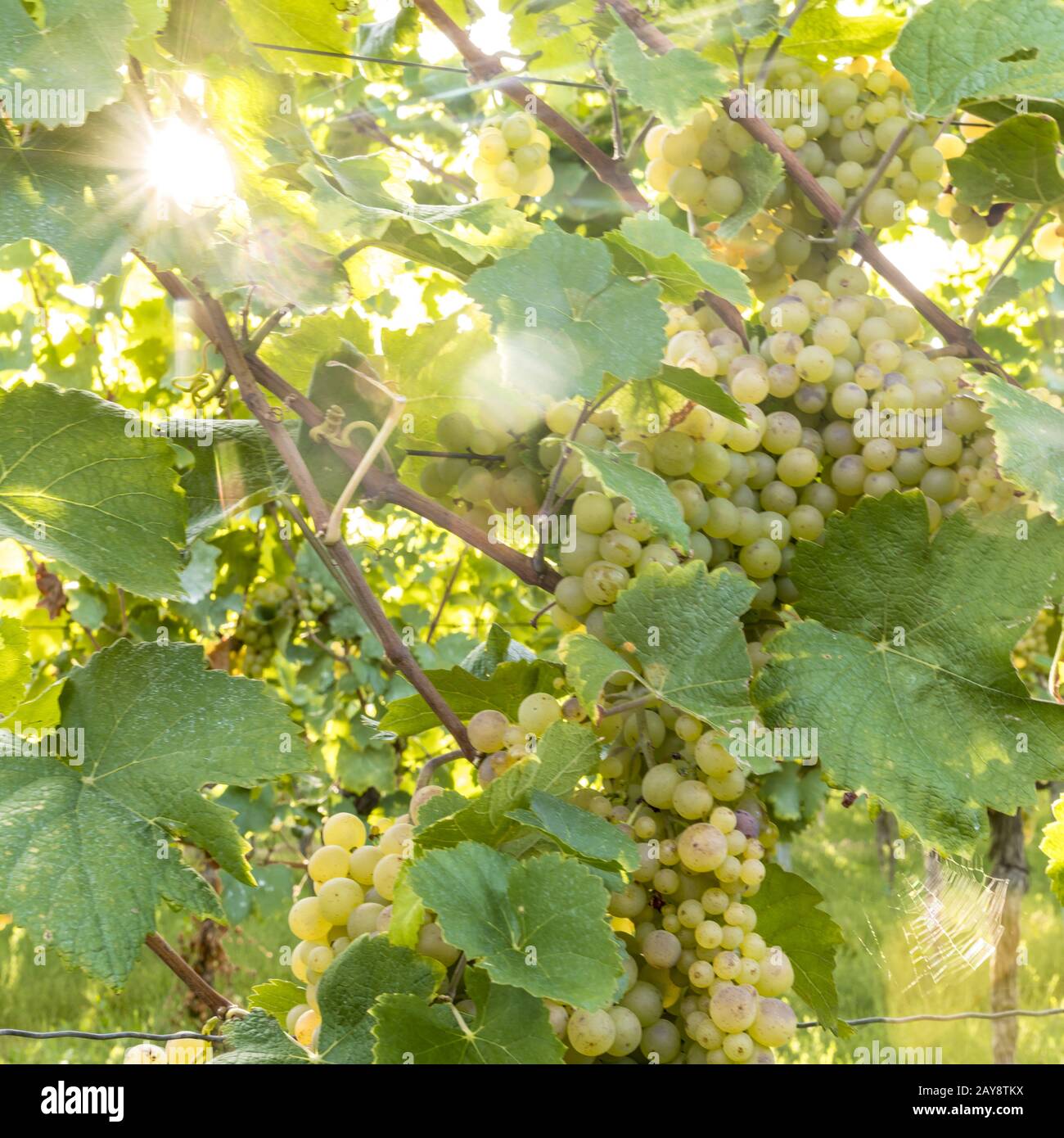 Ripe yellow grapes hang in the direct backlight of the sun on the bush ...