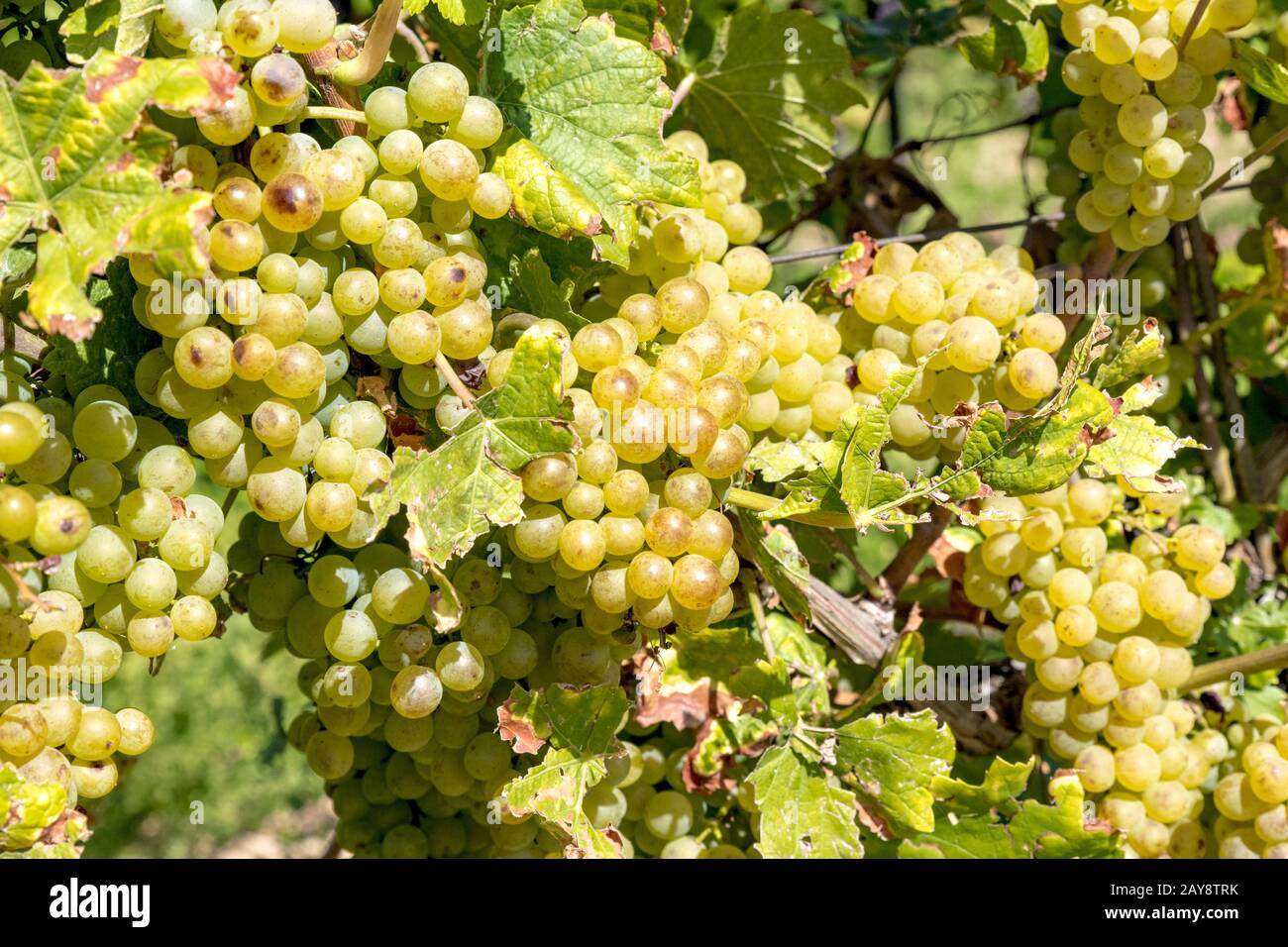 Ripe yellow grapes hang in the direct backlight of the sun on the bush ...