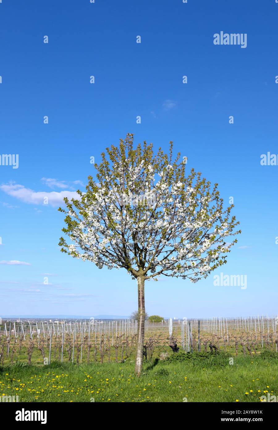 Bird cherry tree in the wine field Stock Photo - Alamy