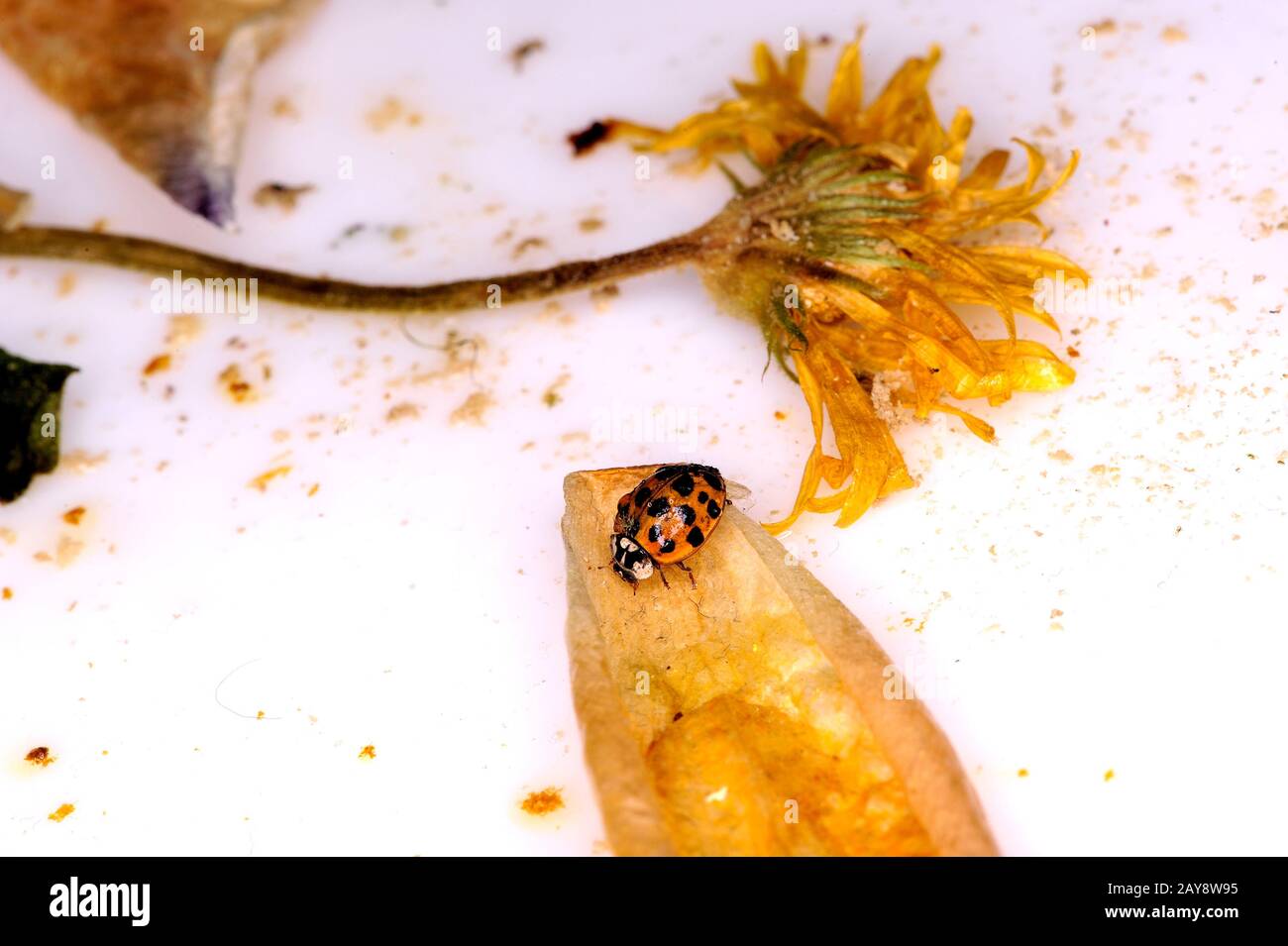 Ladybird, Ladybird, antenna, background, beautiful, beauty, beetle ...