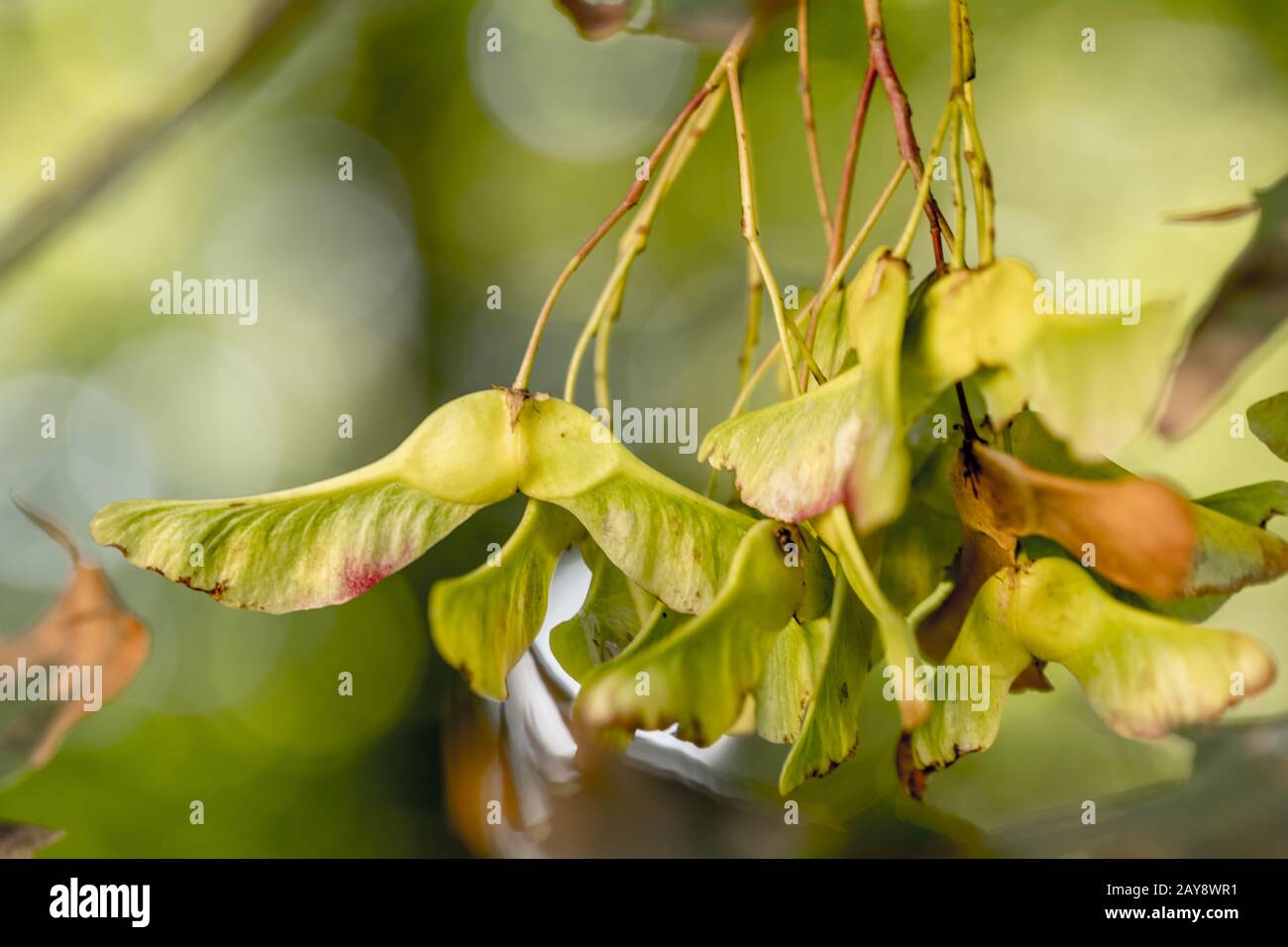 Sycamore green winged fruit on branch in front of blurred background ...
