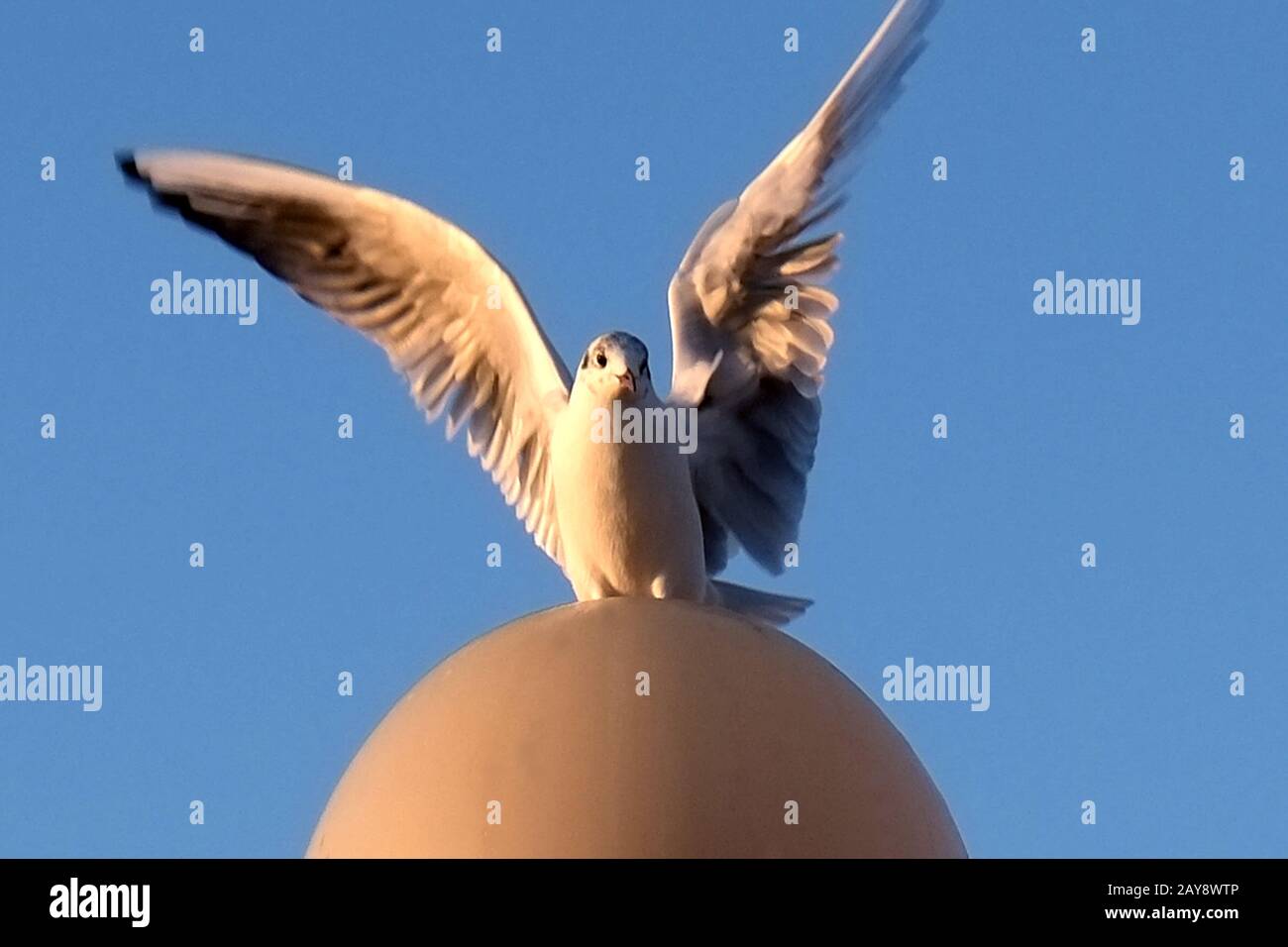 Seagull with outstretched wings Stock Photo - Alamy