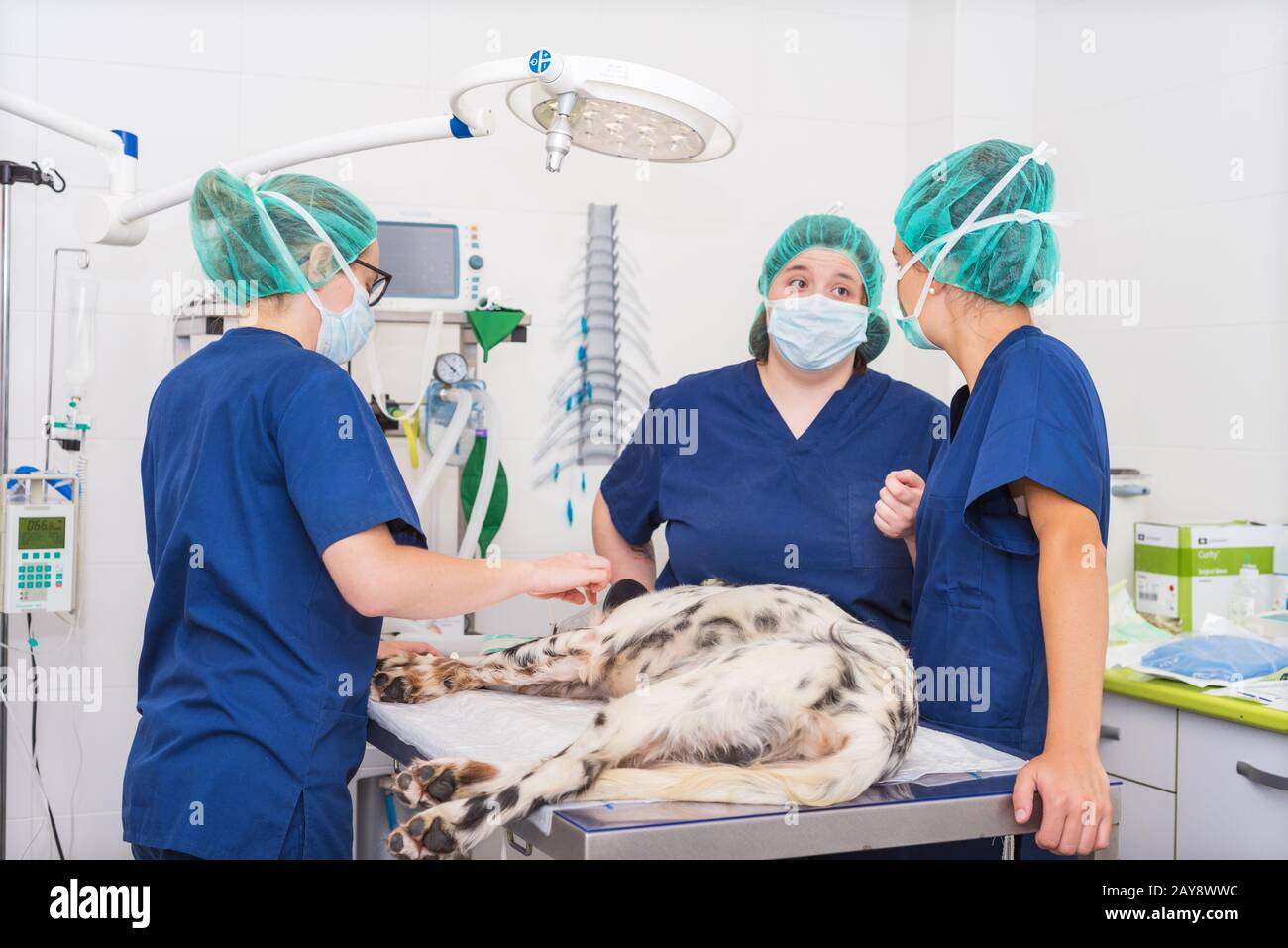 team of veterinarians in the surgical room preparing a dog for surgery ...