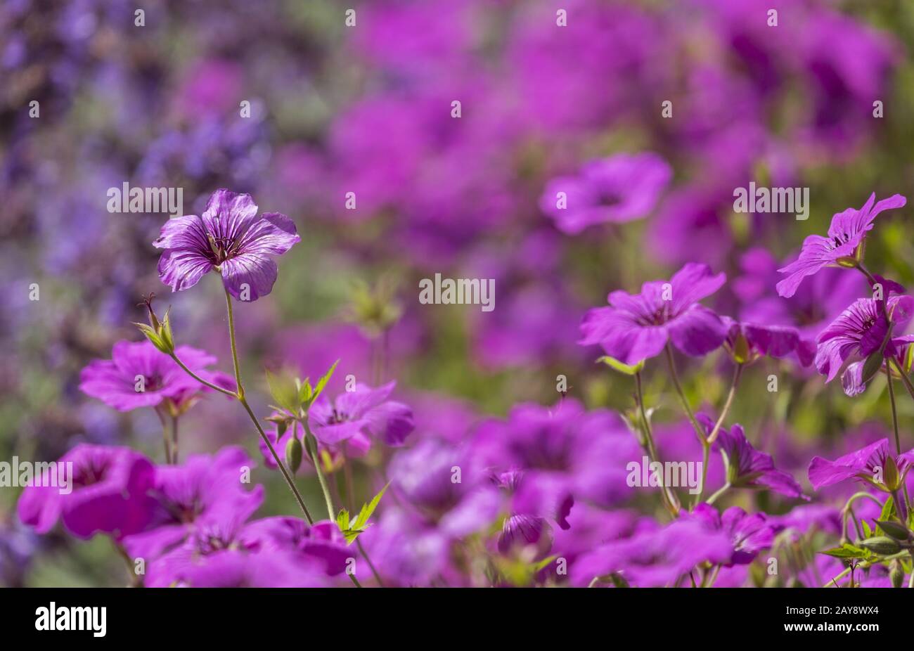Geranium ma hi-res stock photography and images - Alamy