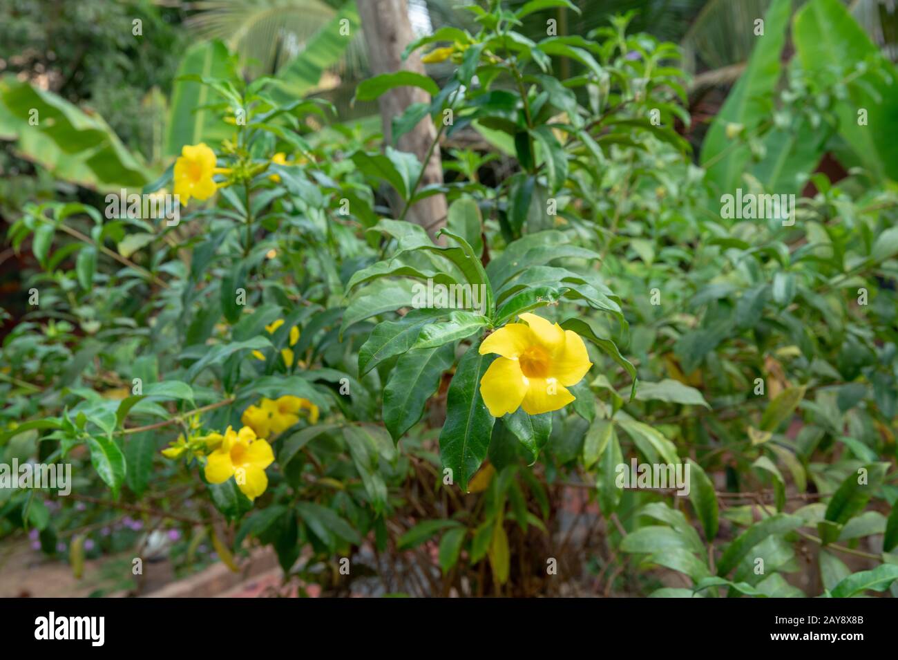 Yellow flowers in South India Stock Photo - Alamy