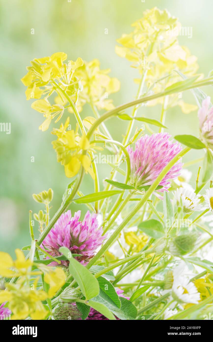 Modest bouquet hi-res stock photography and images - Alamy