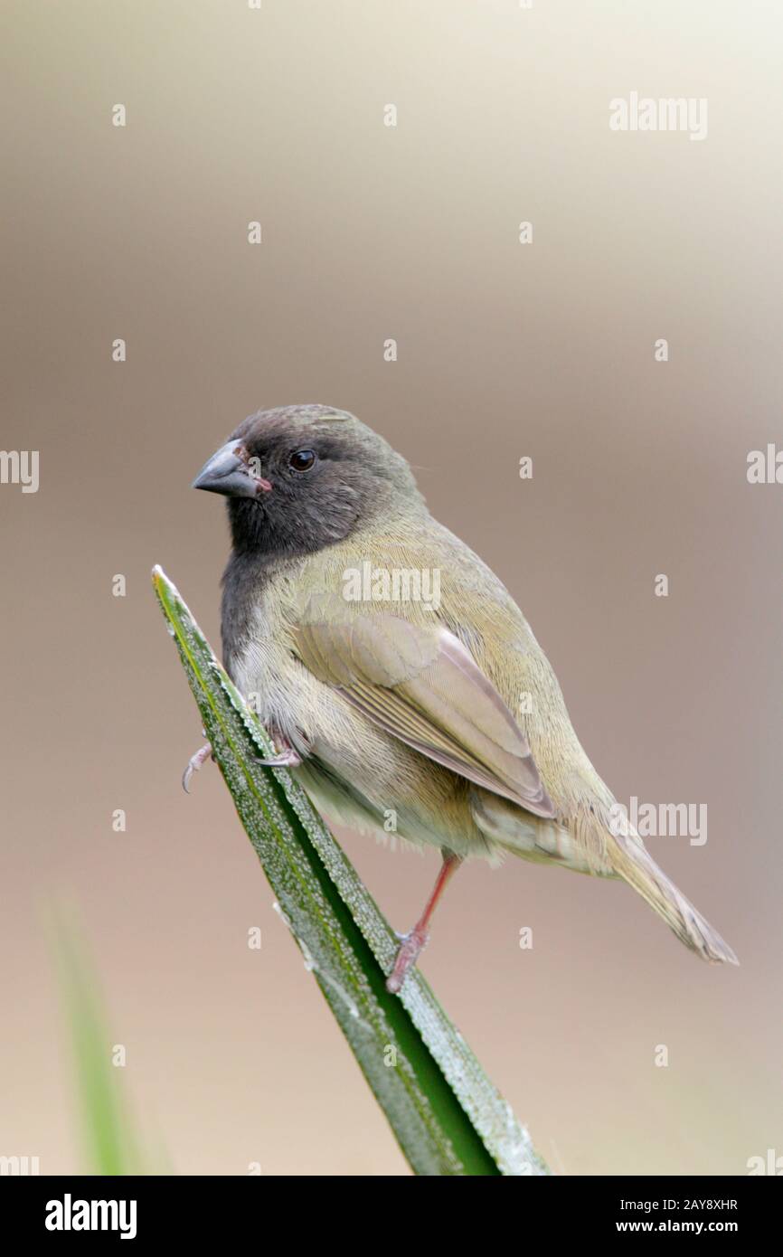 Barbados Bull Finch Stock Photo - Alamy