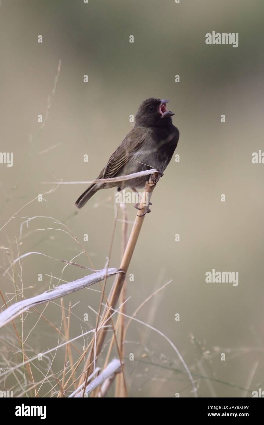 Barbados Bull Finch Stock Photo - Alamy