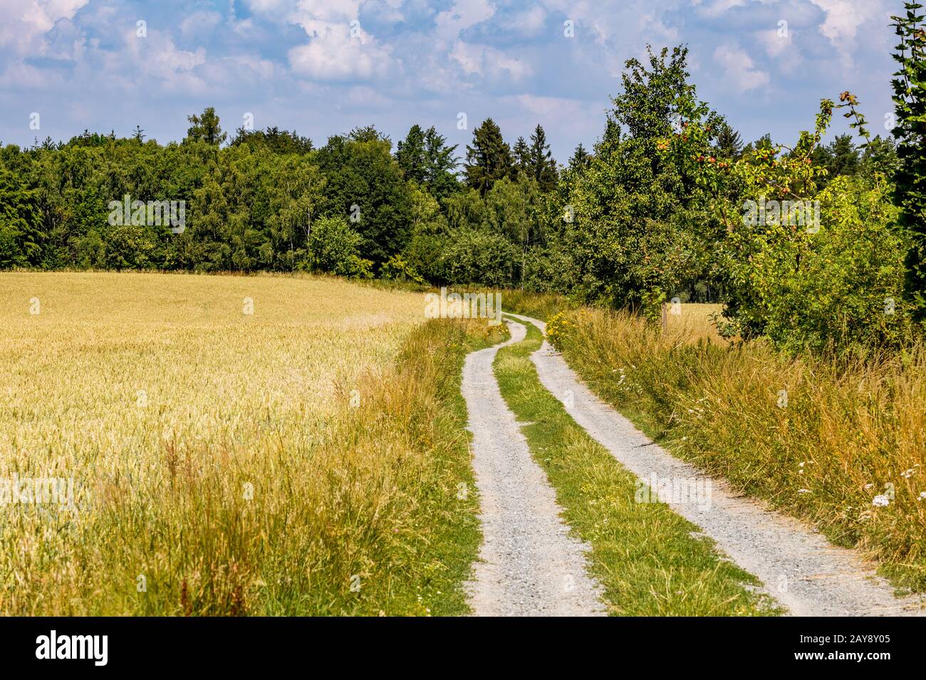 Summer landscape with path, field and forest Stock Photo - Alamy