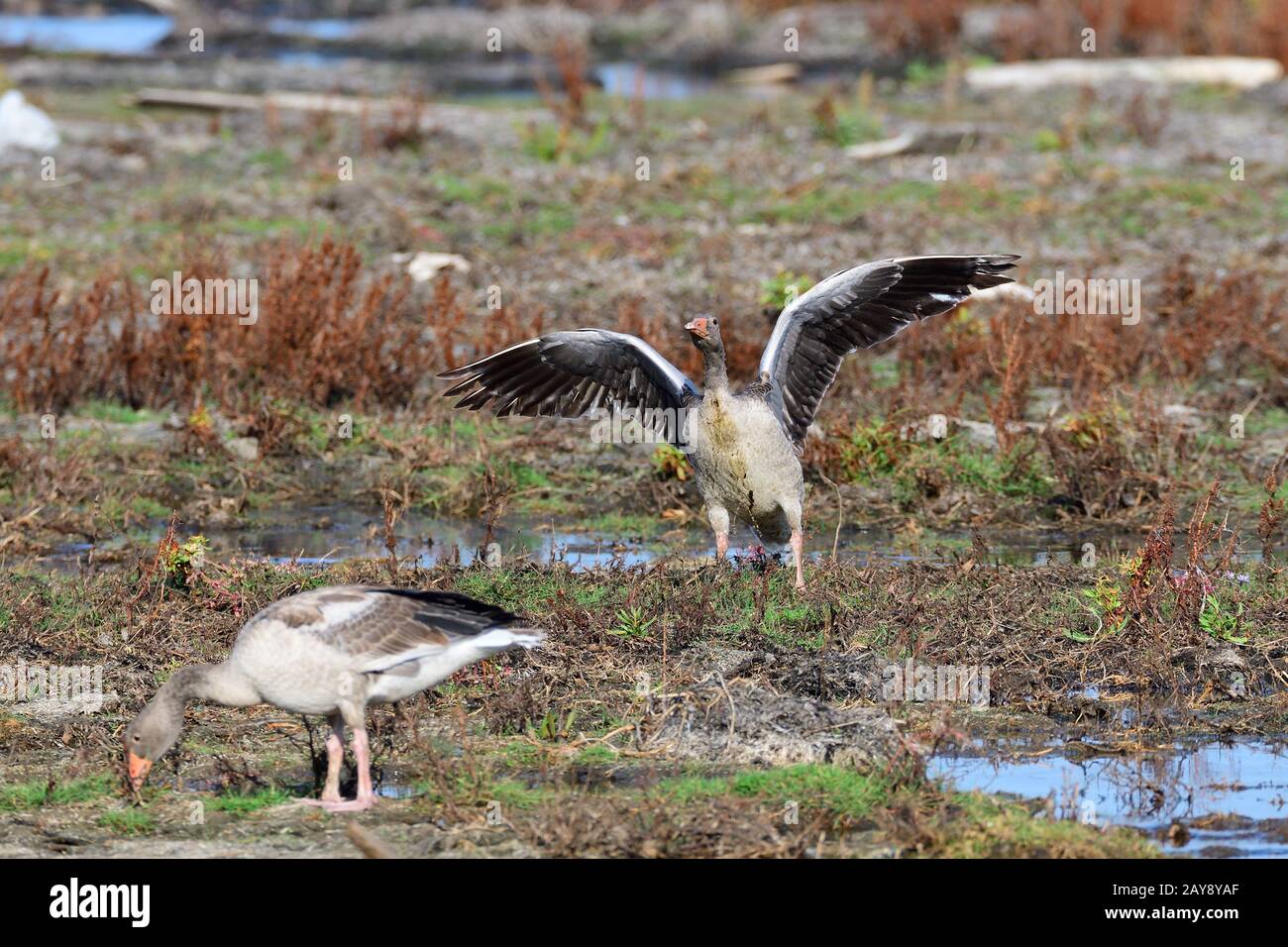 Young goose hi-res stock photography and images - Alamy