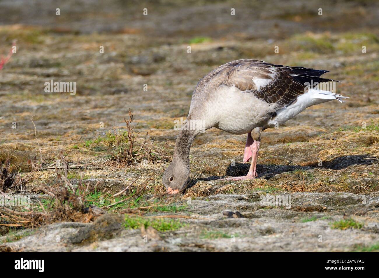 Young goose hi-res stock photography and images - Alamy