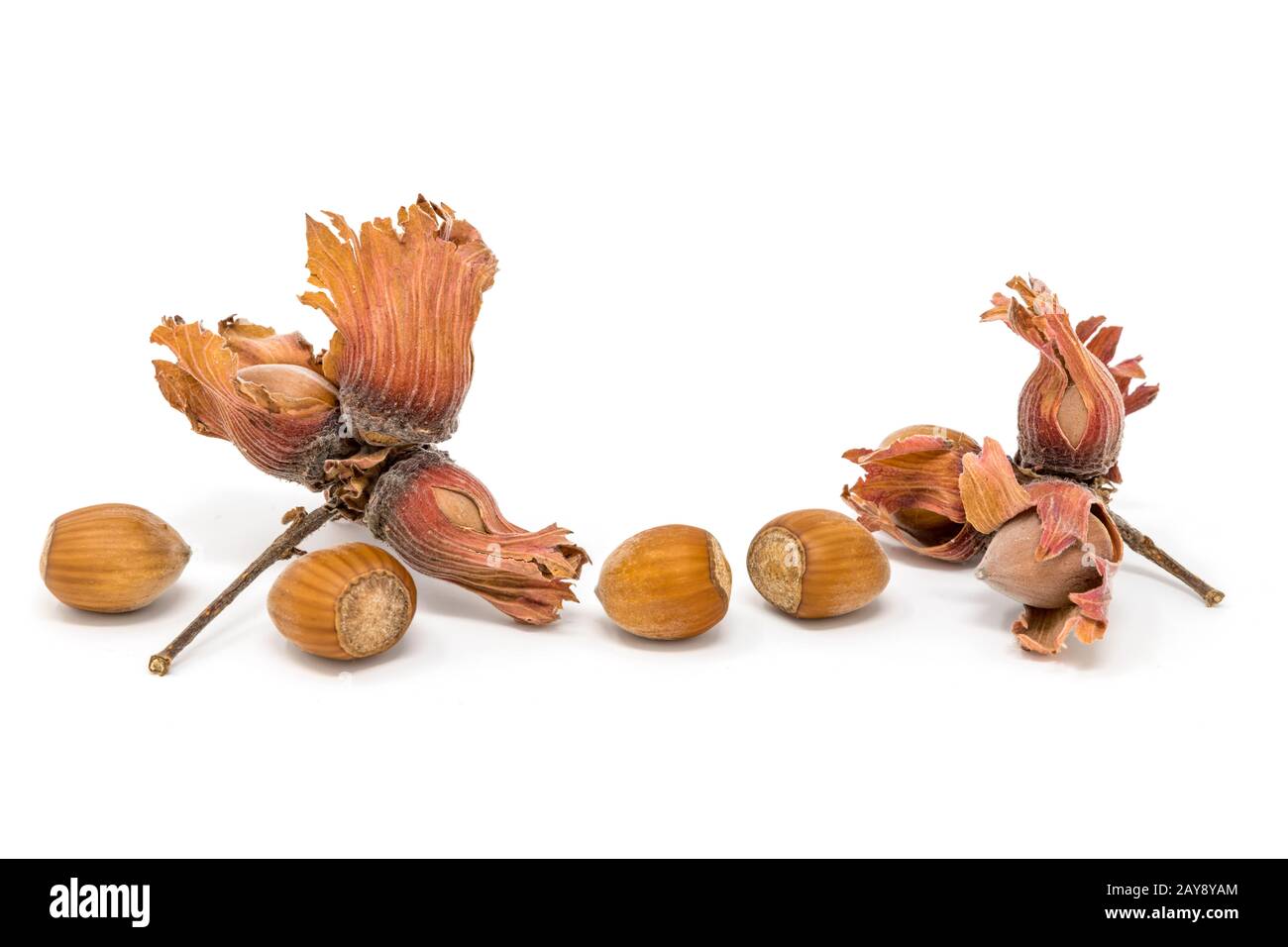 Fresh tasty organic hazelnuts Cut Out Stock Images & Pictures - Alamy
