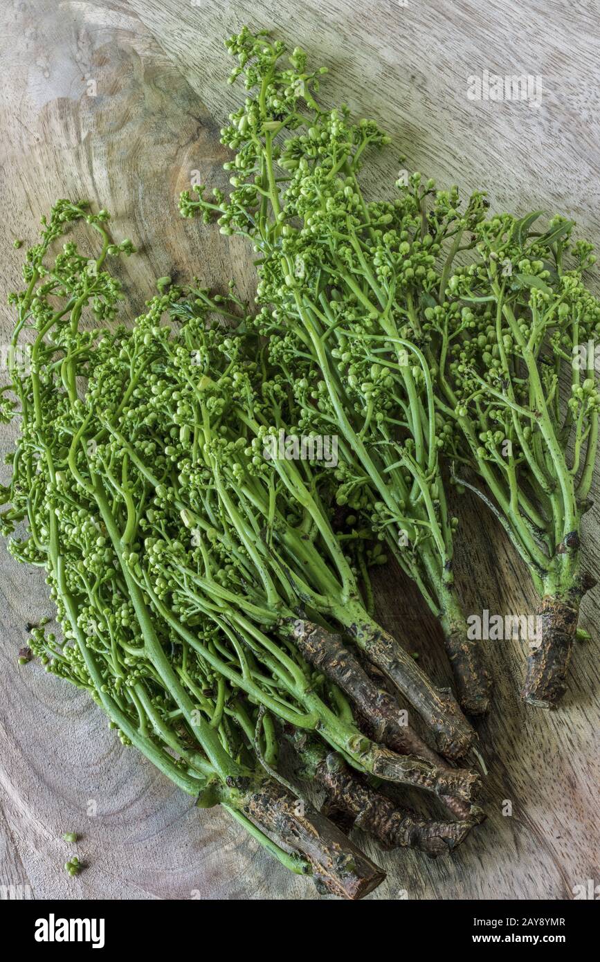 Indian margosa tree hi-res stock photography and images - Alamy