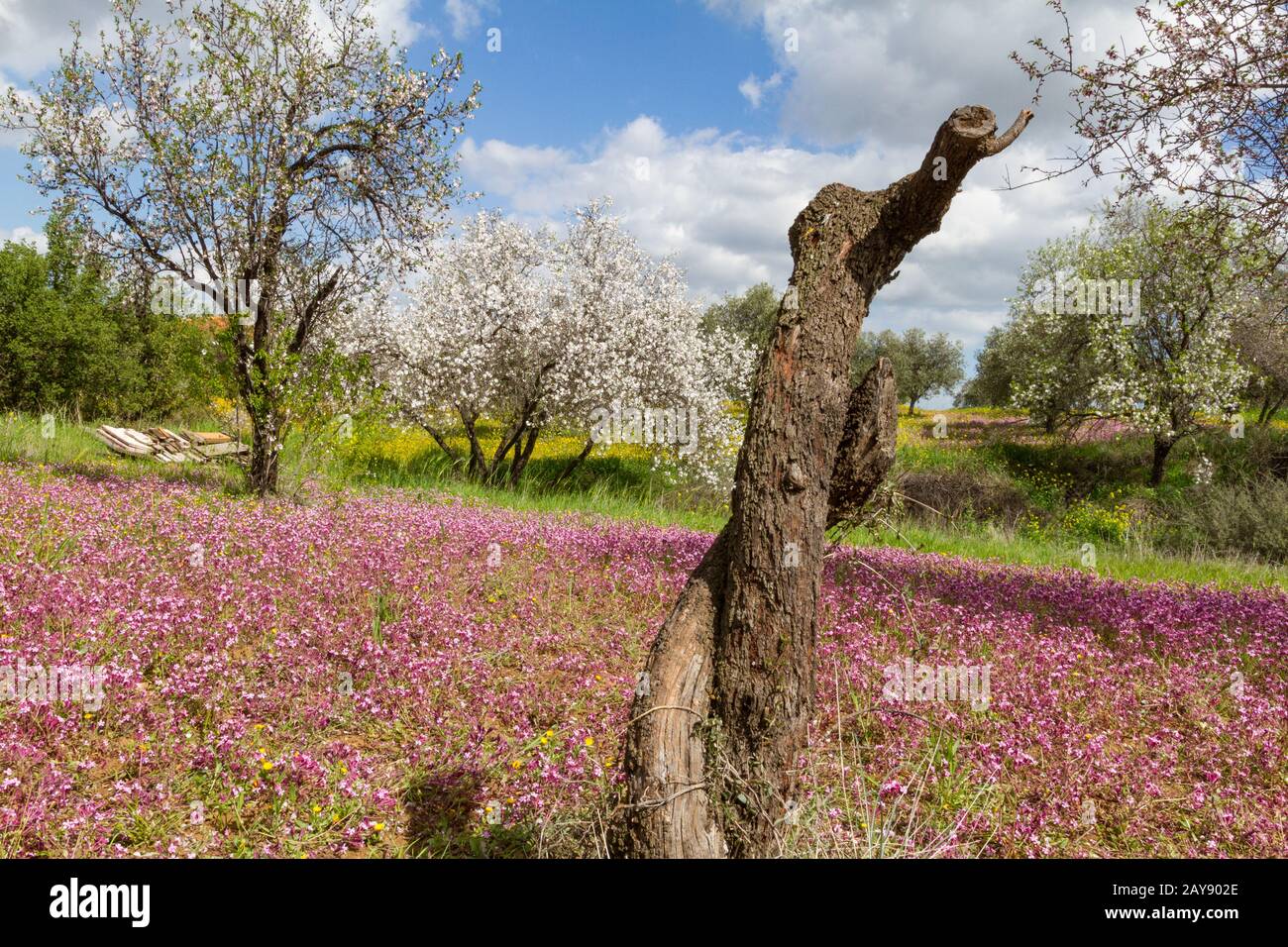 Cut almond tree in a field with purple flowers in spring in Cyprus ...