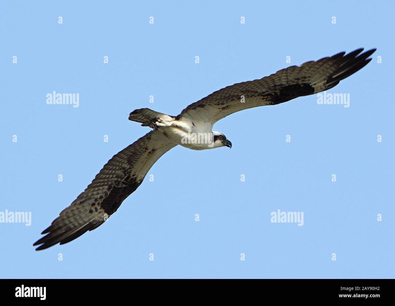 Birds barbados hi-res stock photography and images - Alamy