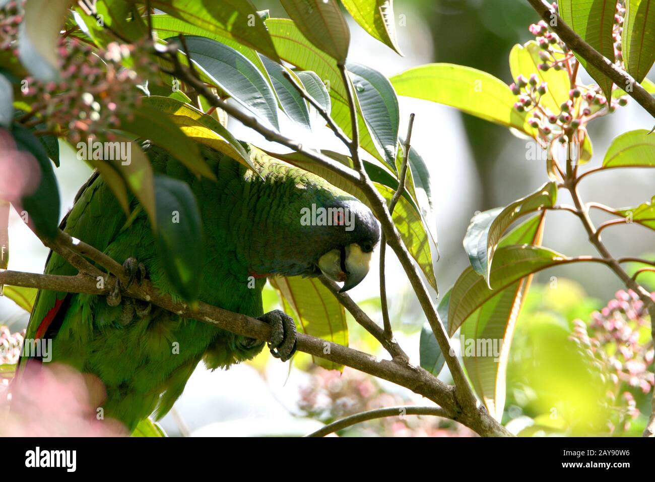 Dominica birds, Red-necked parrot, Amazona arausiaca Stock Photo - Alamy