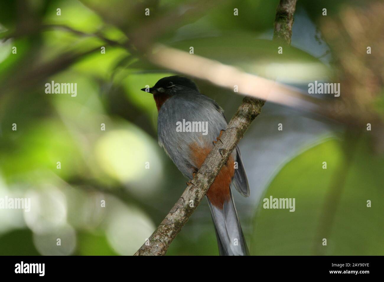 Birds of Dominica Stock Photo - Alamy