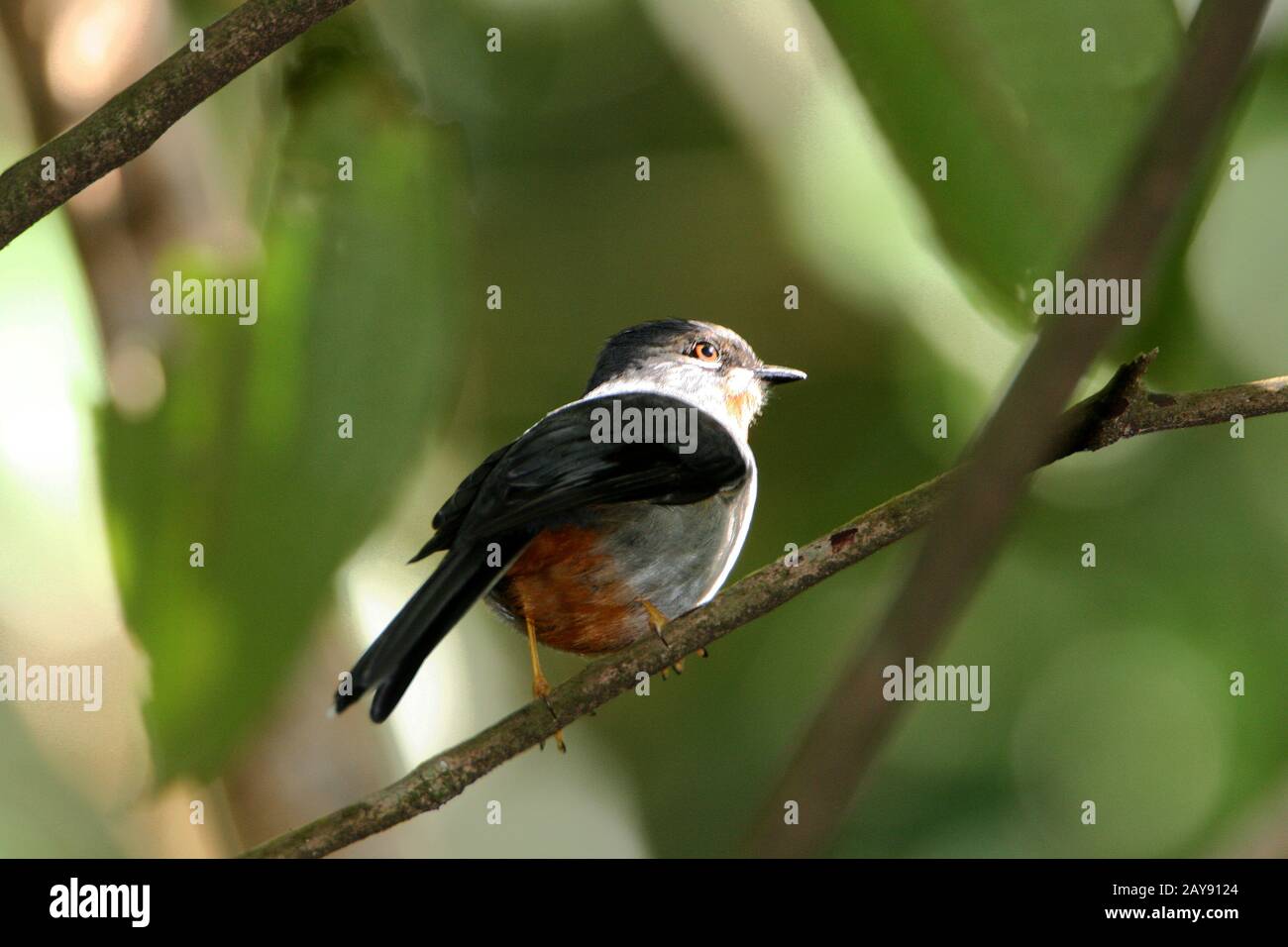 Birds of Dominica Stock Photo - Alamy