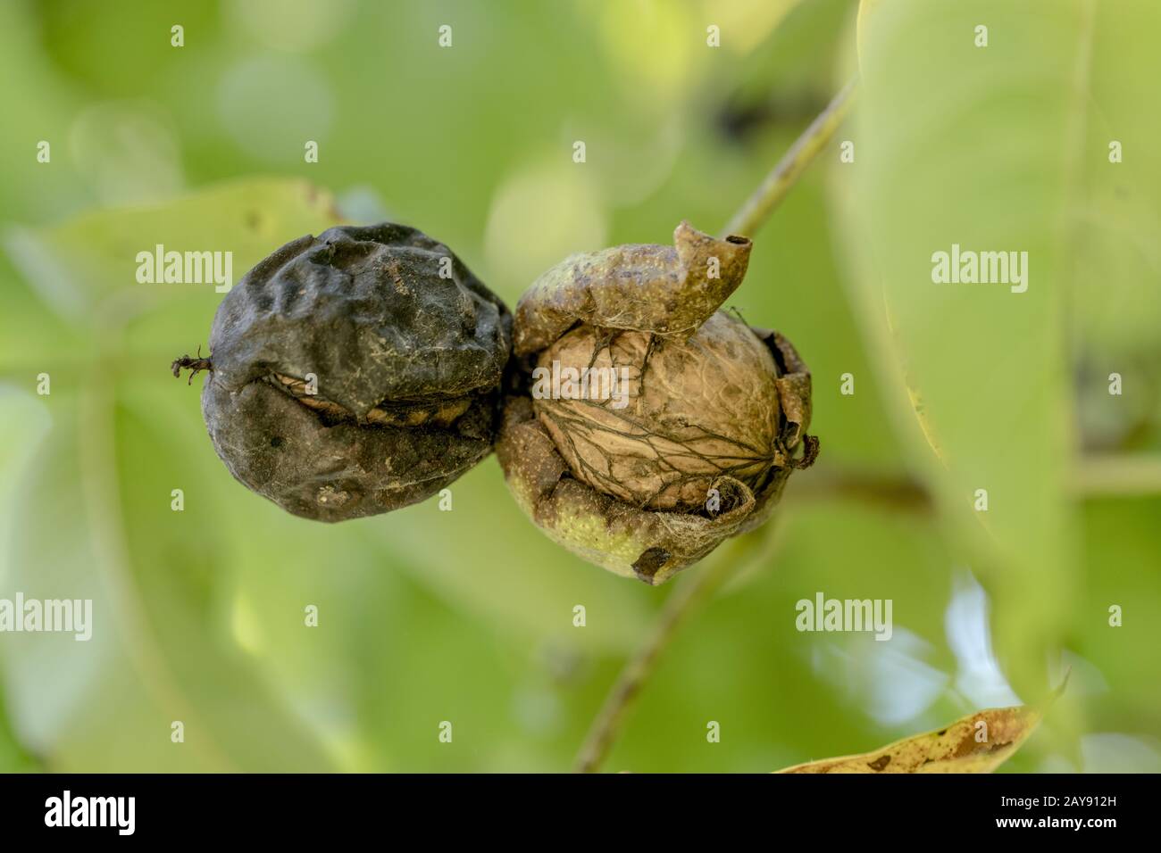 Two ripe walnuts on the tree just before falling down in front of green ...
