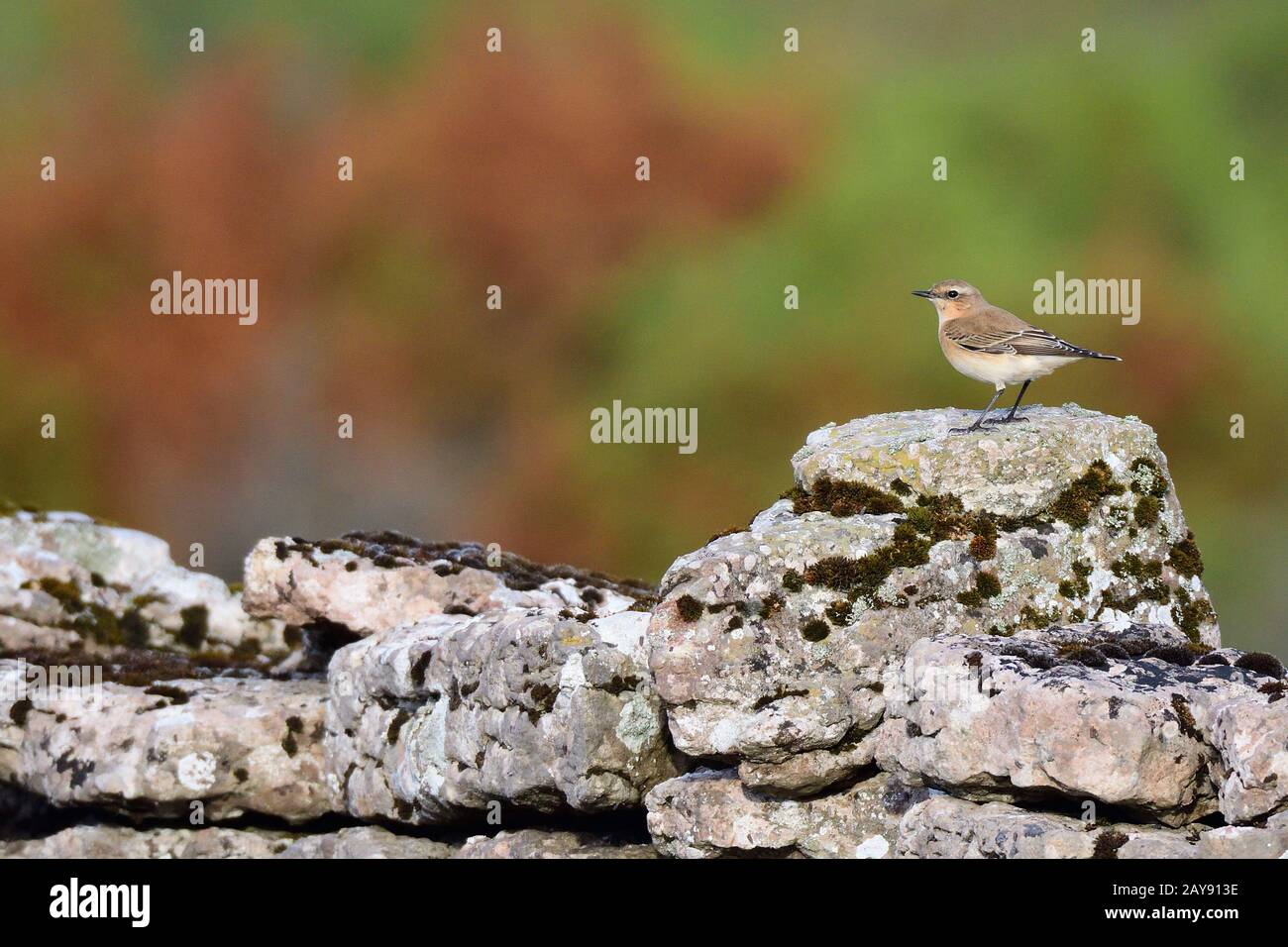 Stone masons hi-res stock photography and images - Alamy