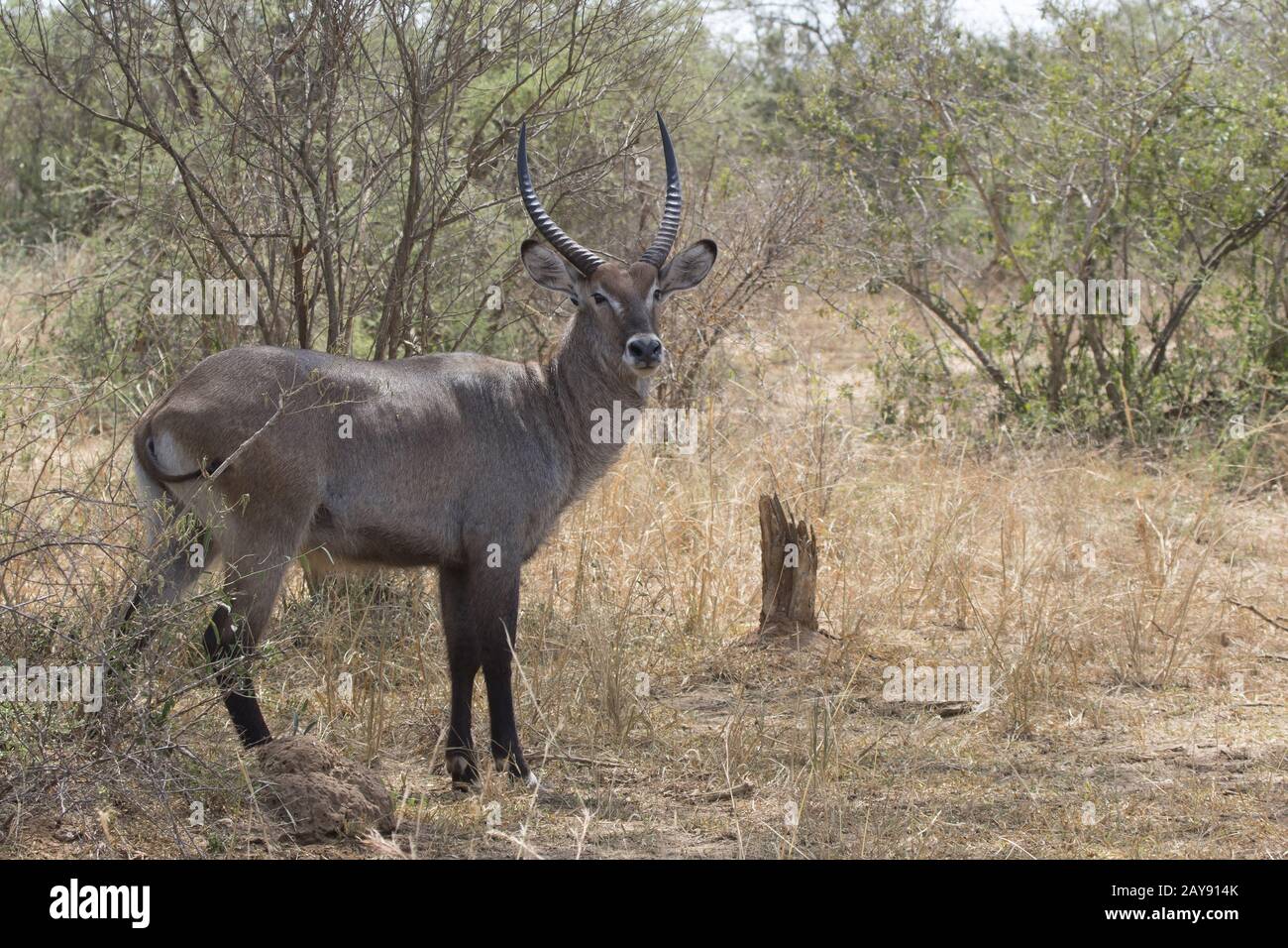Water goat hi-res stock photography and images - Alamy