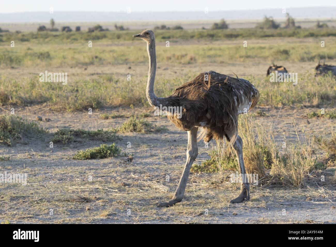female of the common ostrich walking on dry shroud equatorial morning ...