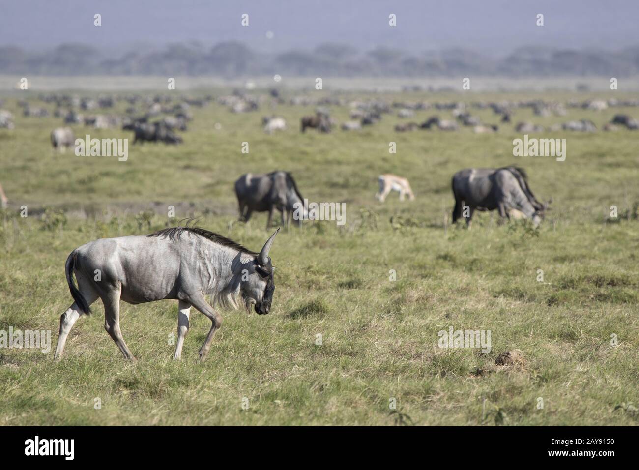Young wildebeest antelope walking along the spawn in the background of ...