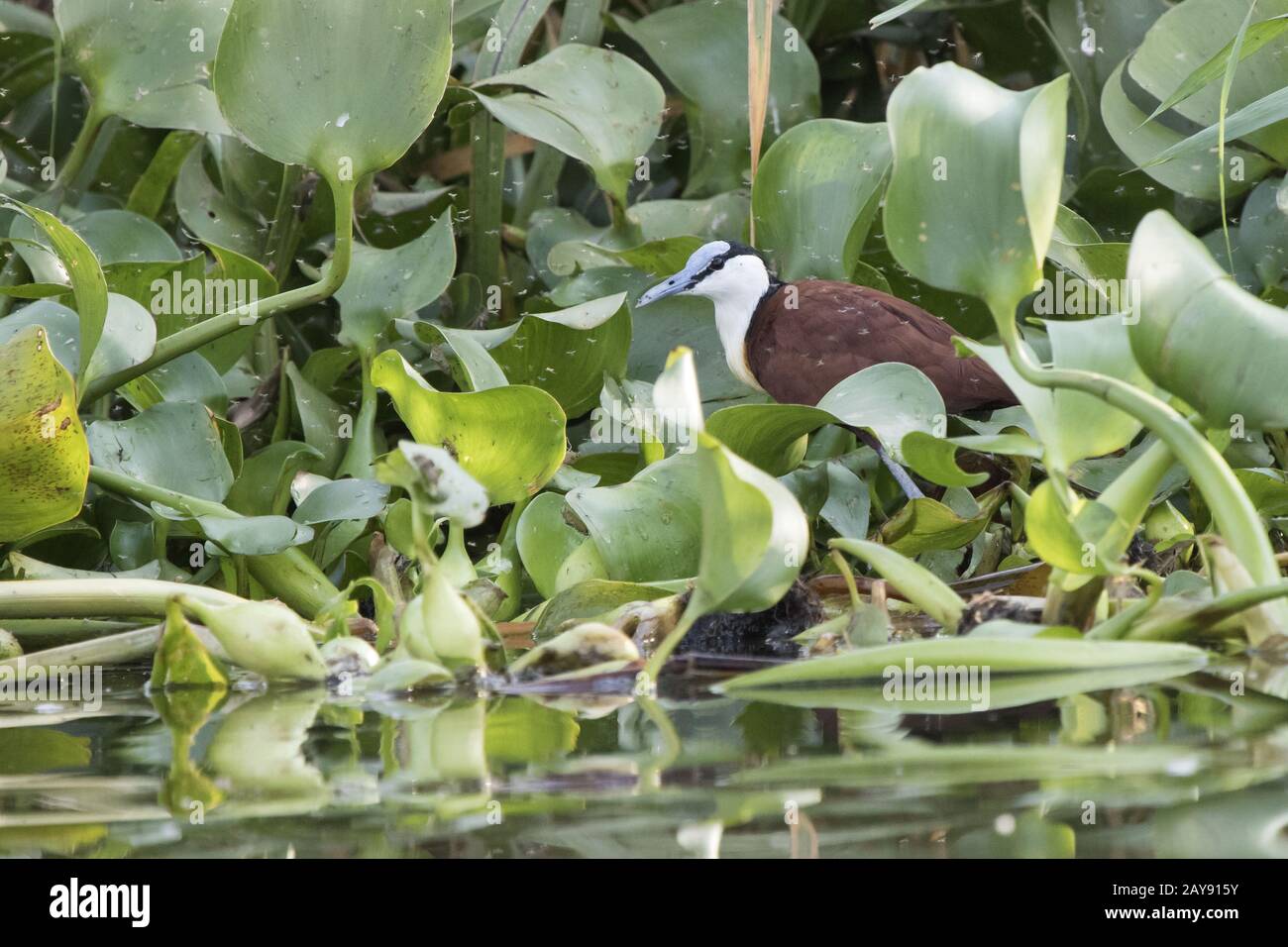 african jacana which stands in shallow water covered with leaves of ...