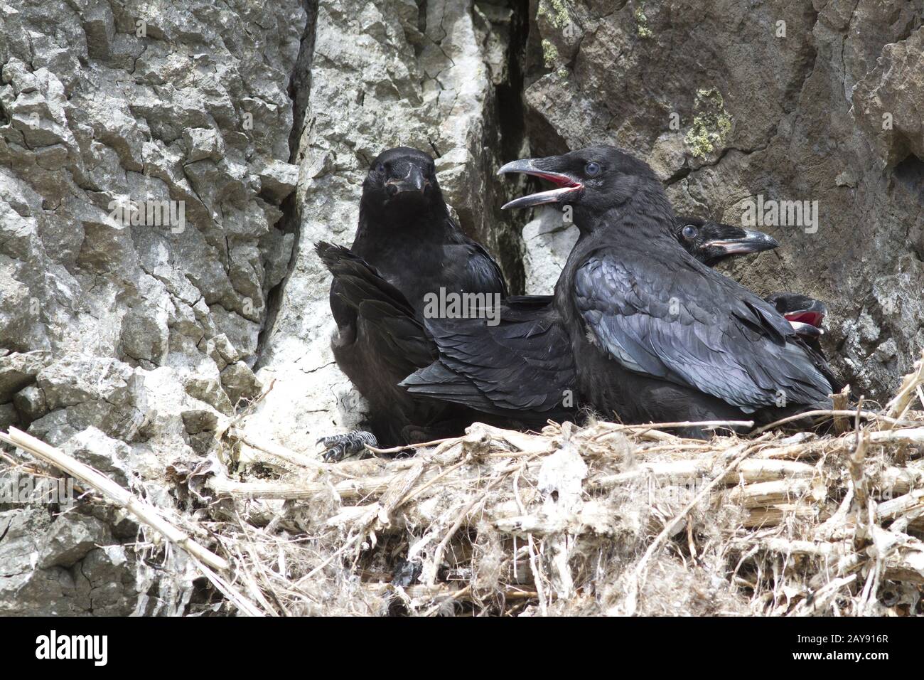 Raven nest hi-res stock photography and images - Alamy