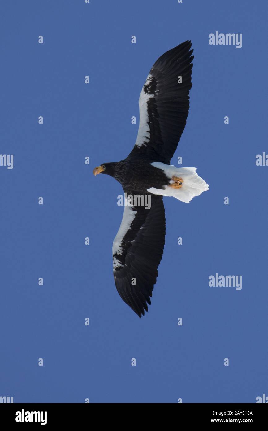 Steller's sea eagle hovering over Avachinsky bay on a clear, sunny ...