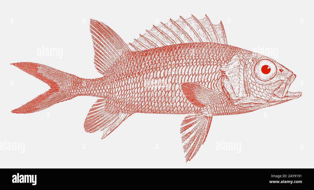 Longspine squirrelfish holocentrus rufus in side view Stock Vector ...