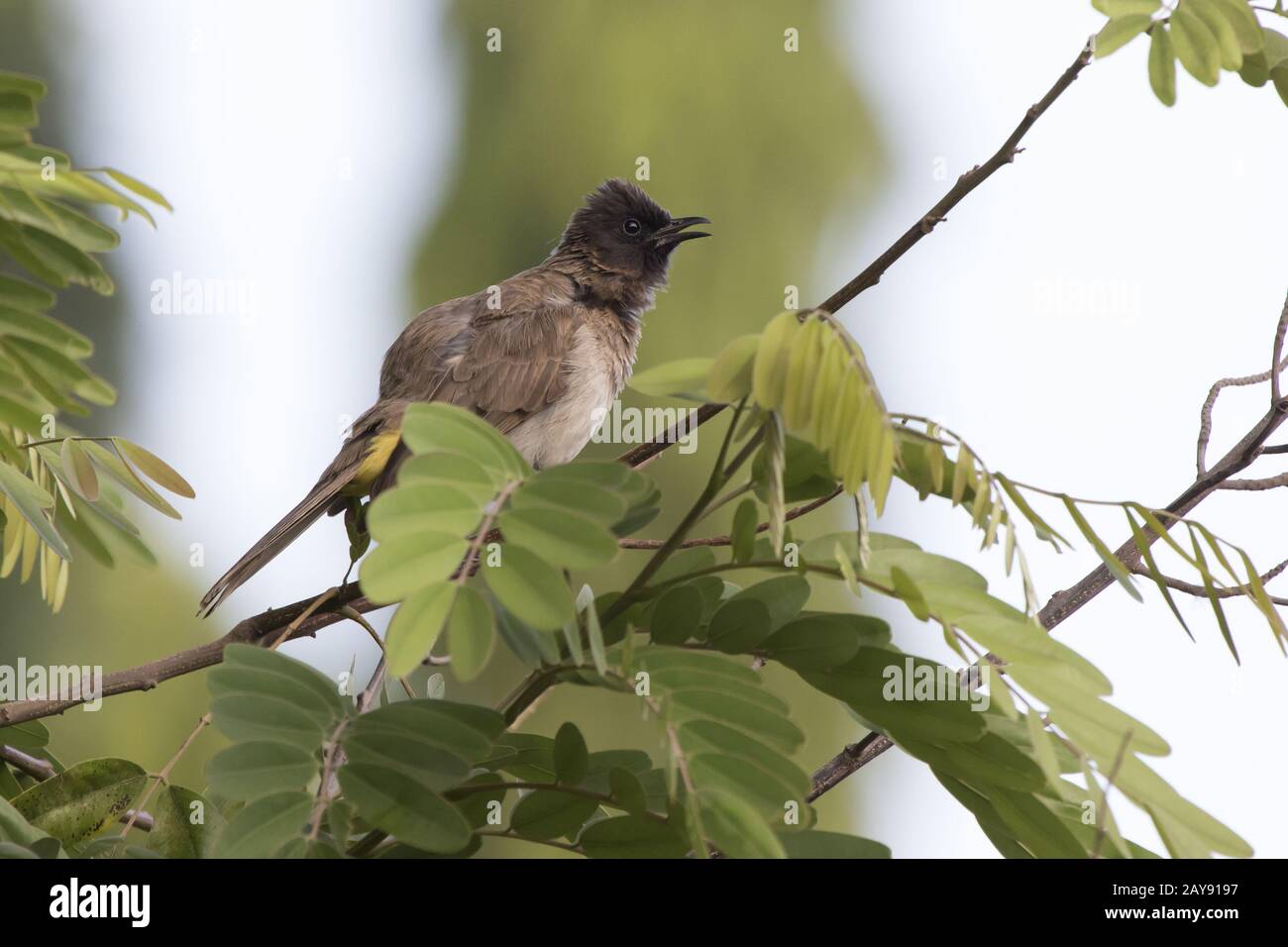 Bulbul common bulbul pycnonotus barbatus kenya africa hi-res stock ...