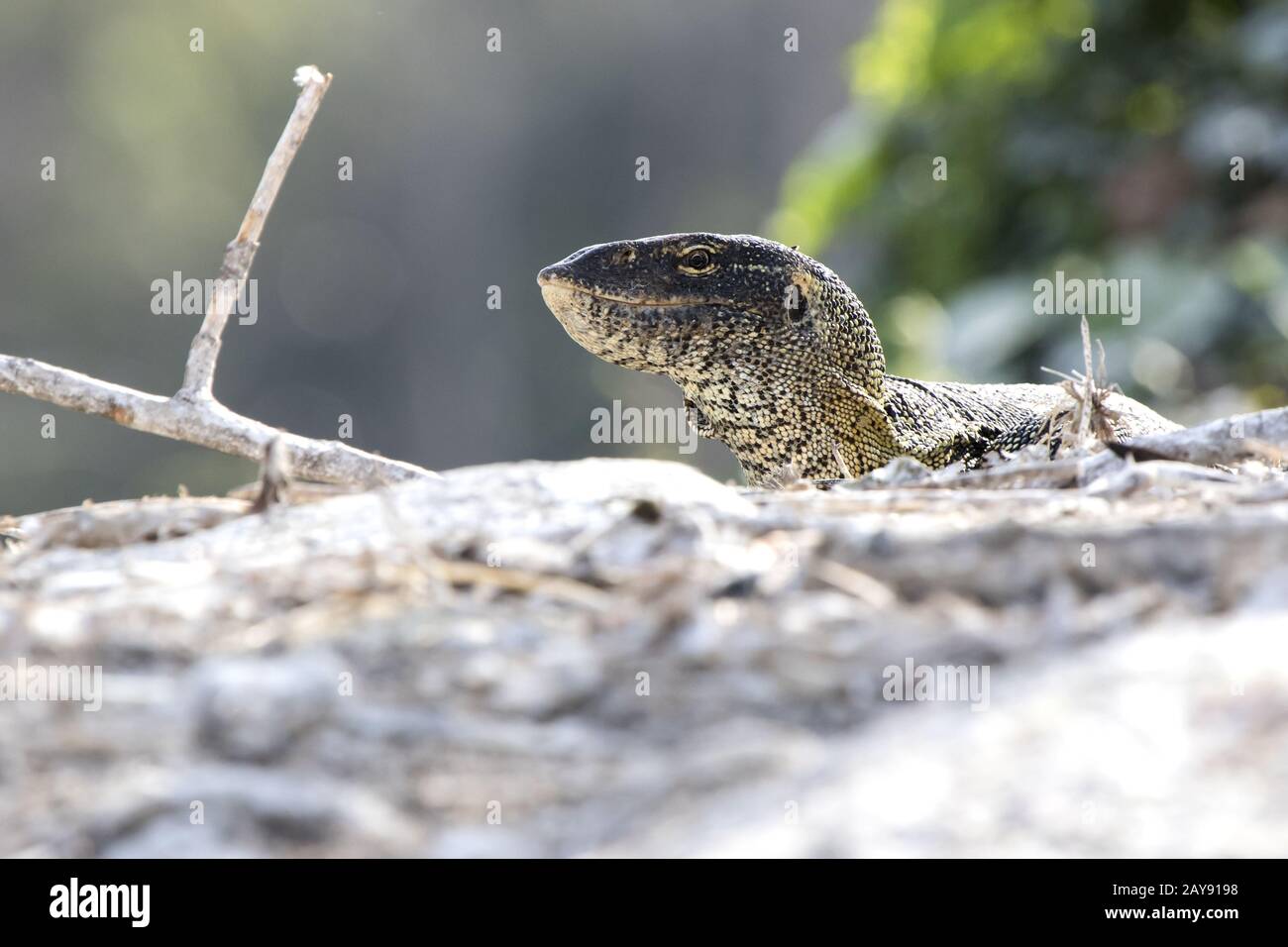 portrait of water monitor that looks out from behind the edge of the ...