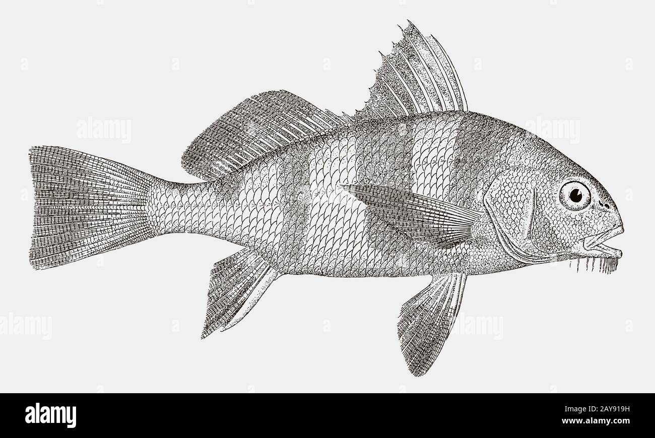 Black drum hi-res stock photography and images - Alamy