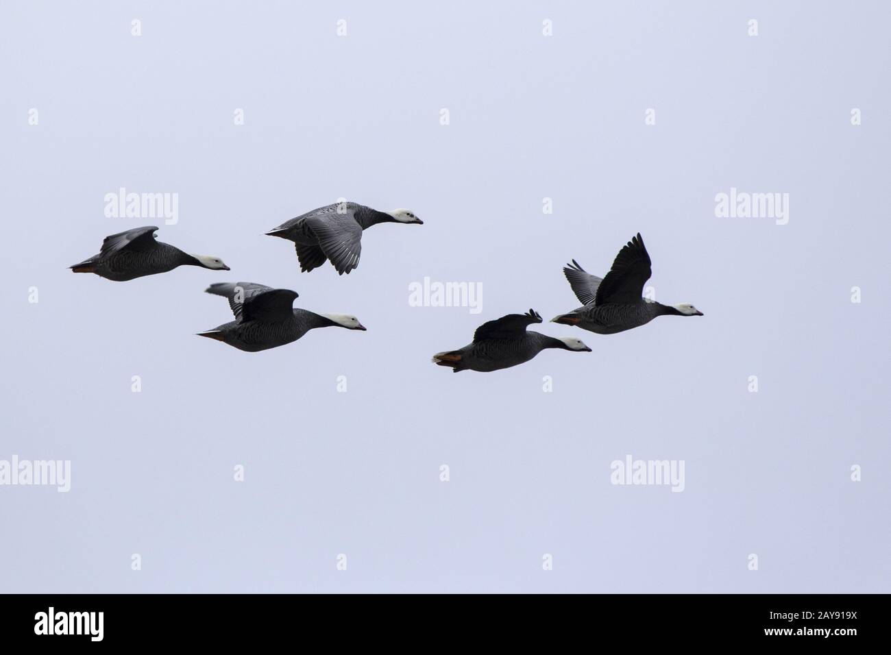 small flock of Emperor goose flying over the islands in the autumn ...