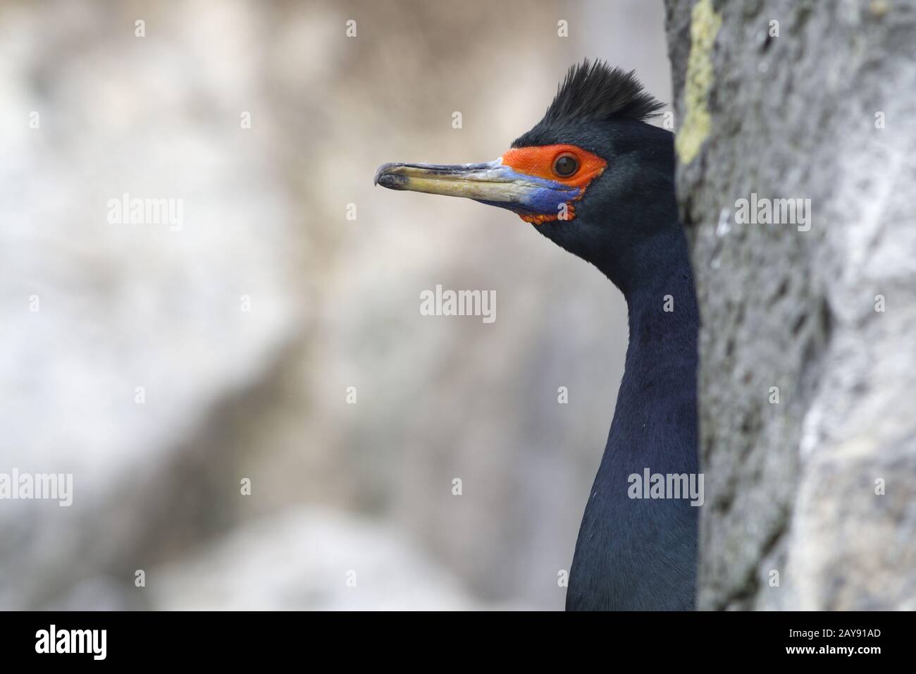 Ocean behind bird hi-res stock photography and images - Alamy
