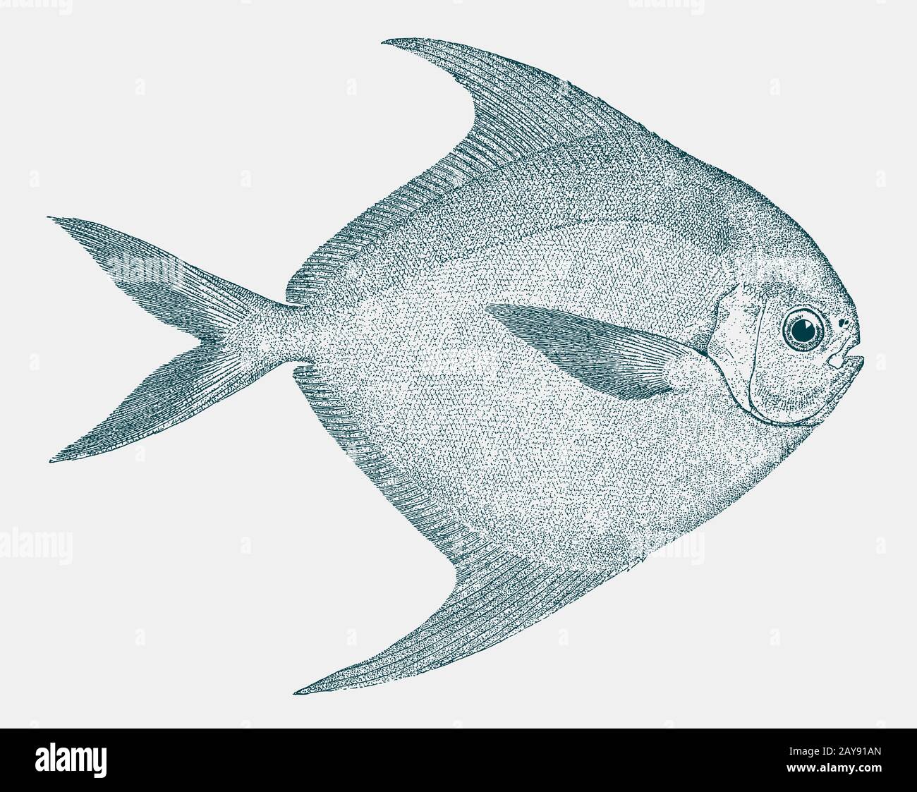 American harvestfish peprilus paru, a fish from the atlantic ocean in ...