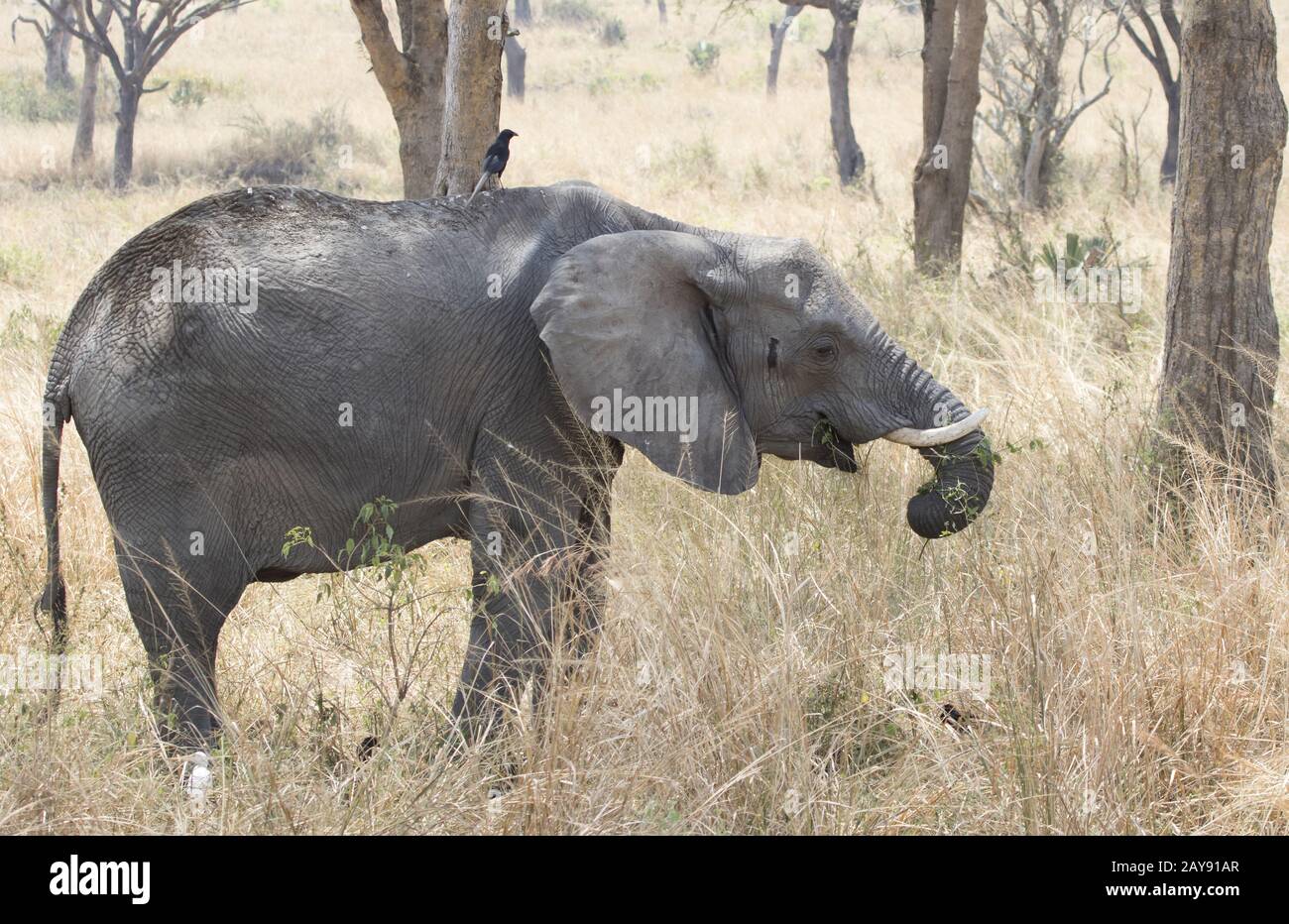 young elephant eating shrub branches in a dry bush savannah Stock Photo ...