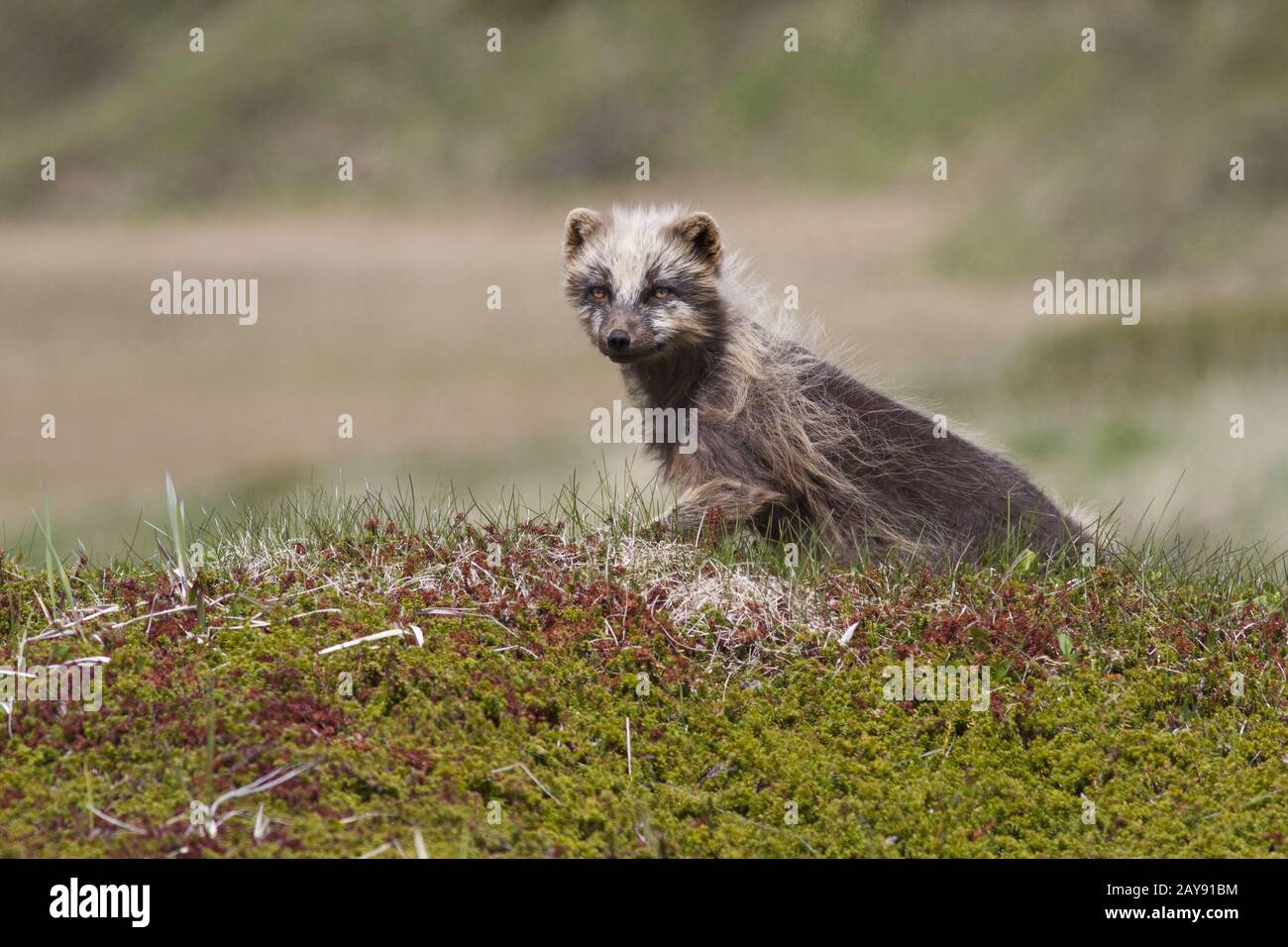 molting Commanders blue arctic fox sitting among the hills of the ...