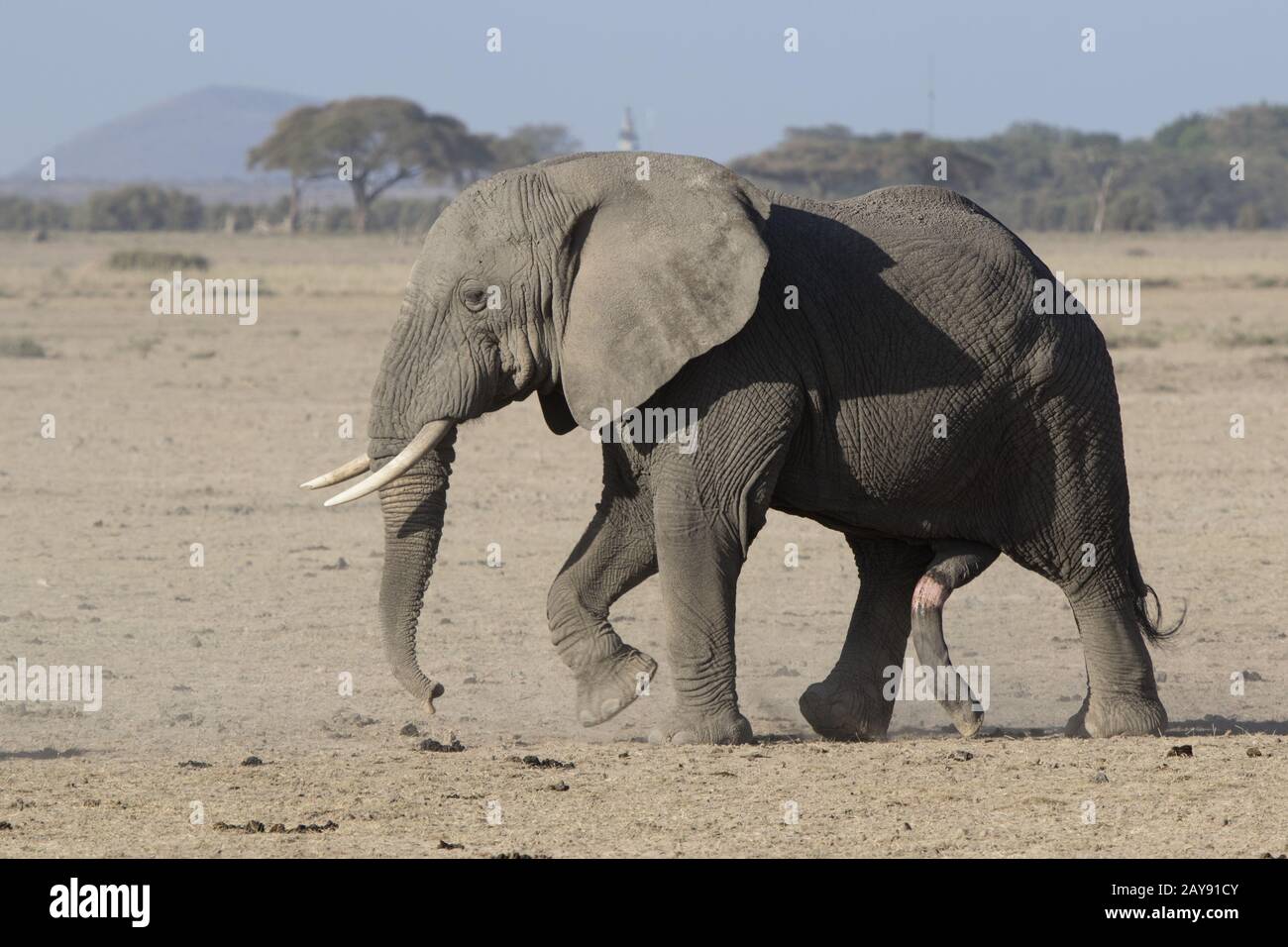 Big adult male African elephant walking through the dried savannah ...