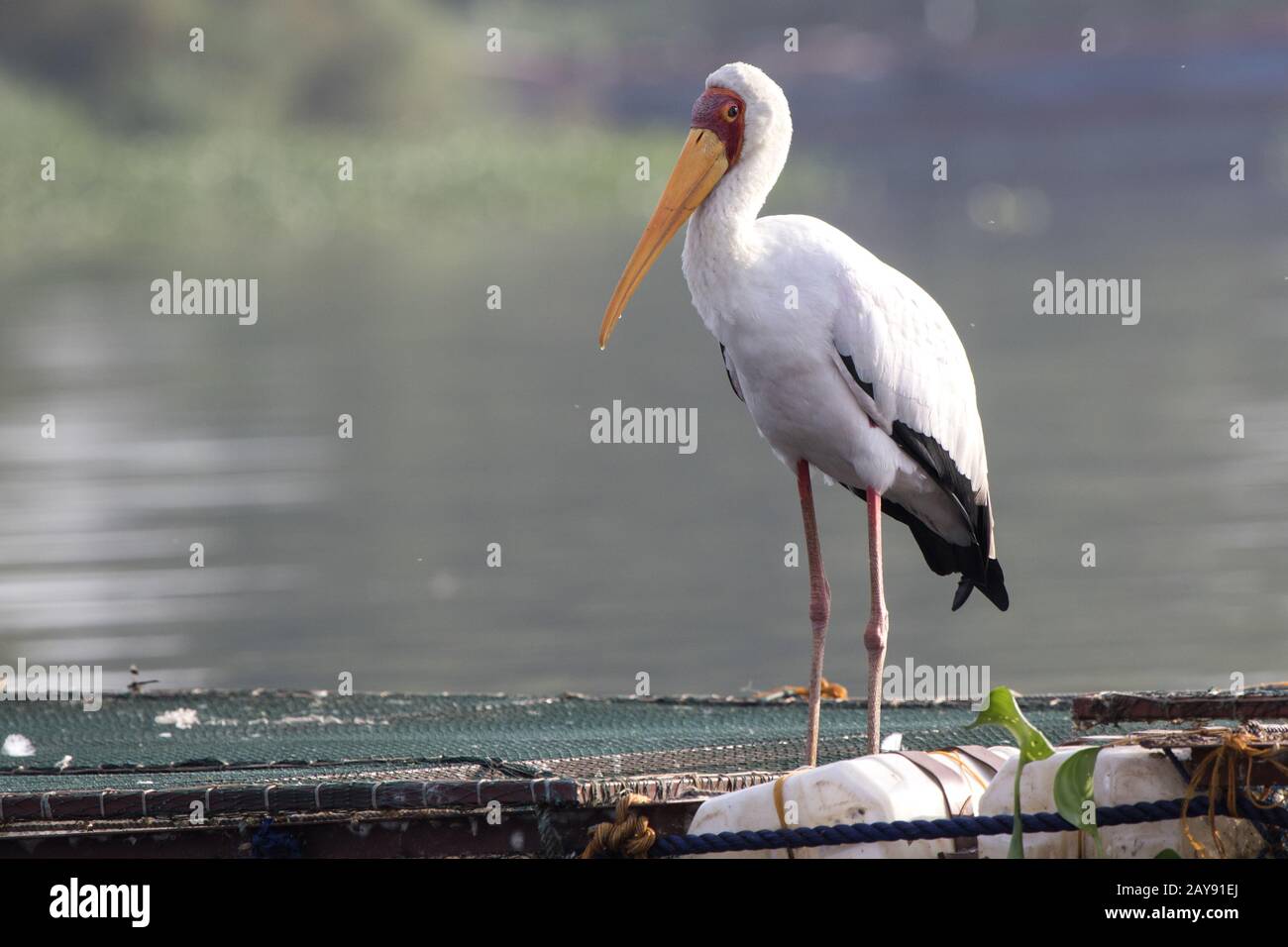 yellow-billed stork that stands on pantones for fish breeding on Lake ...