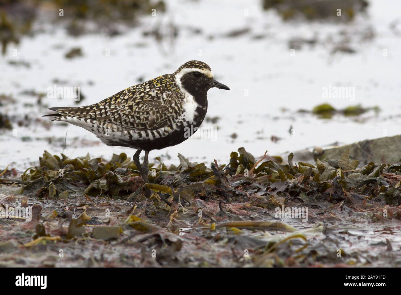 Pacific golden plover standing on the shallows at the seashore during ...
