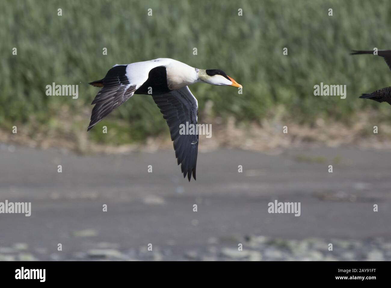 The male of the Common eider flying over the mouth of the river flowing ...