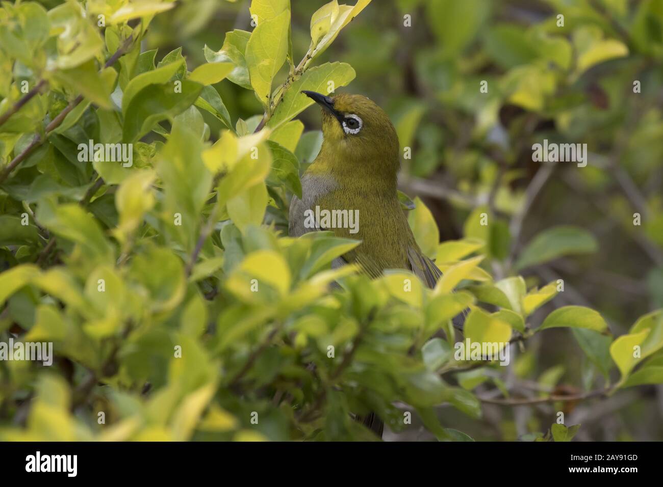 Oriental white eye who sits on the edge of the bush where she feeds ...