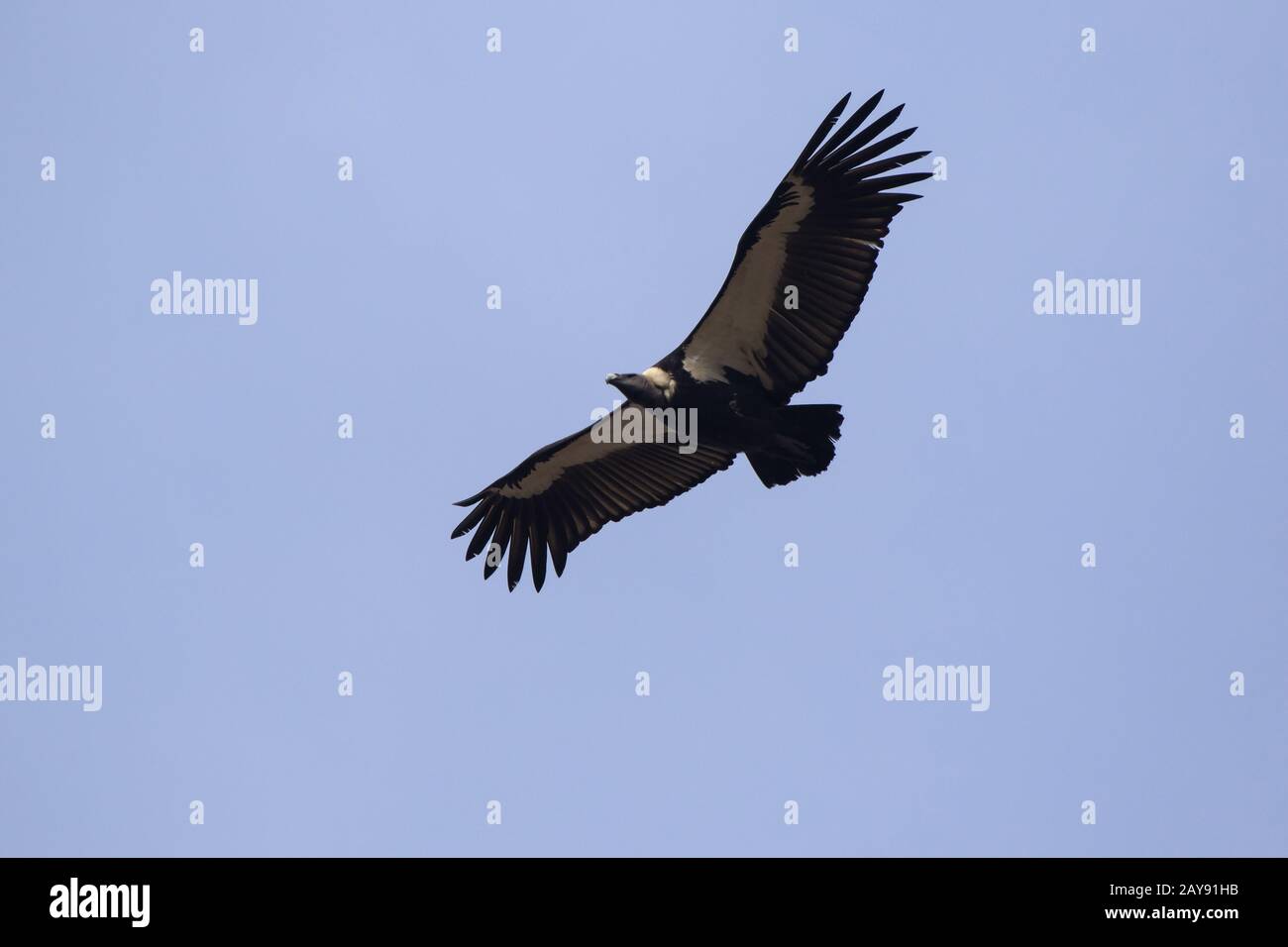 White-rumped Vulture flying in a blue sky on a winter sunny day Stock ...