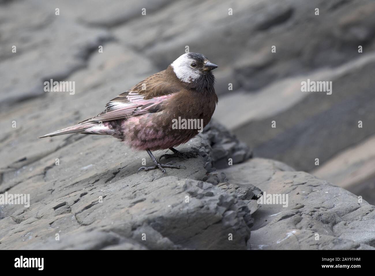 Rosiger finch hi-res stock photography and images - Alamy