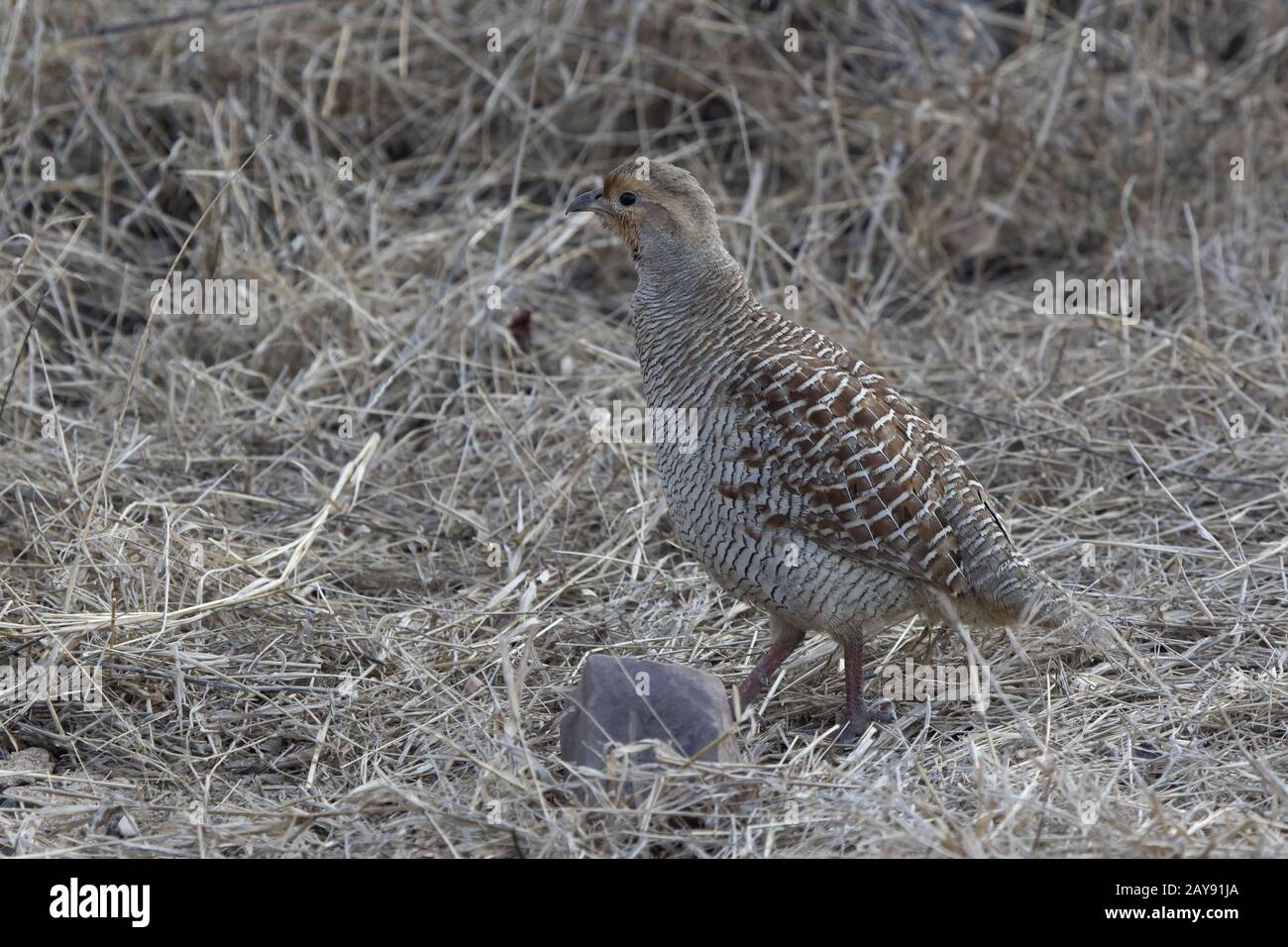 male Grey Francolin standing in the middle of a dry grass at the edge ...