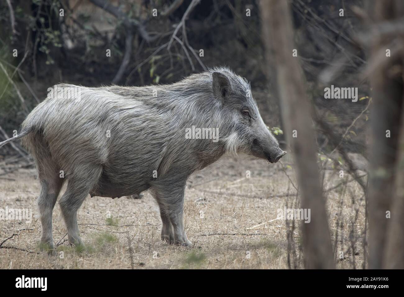 Indian wild boar indian pig hi-res stock photography and images - Alamy