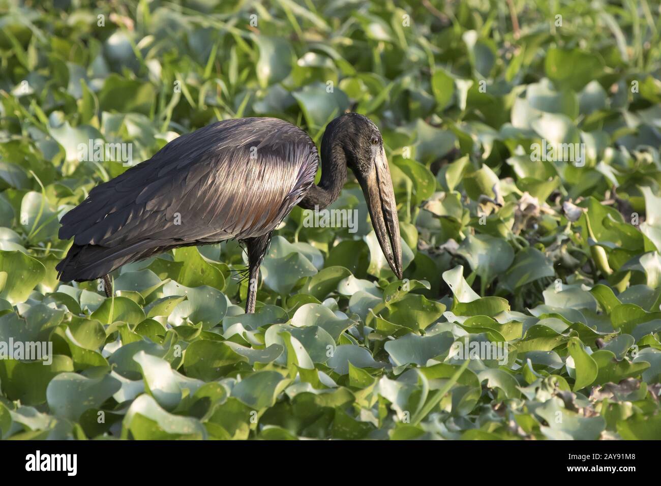 African open billed stork that feeds on shallow water with plants on ...